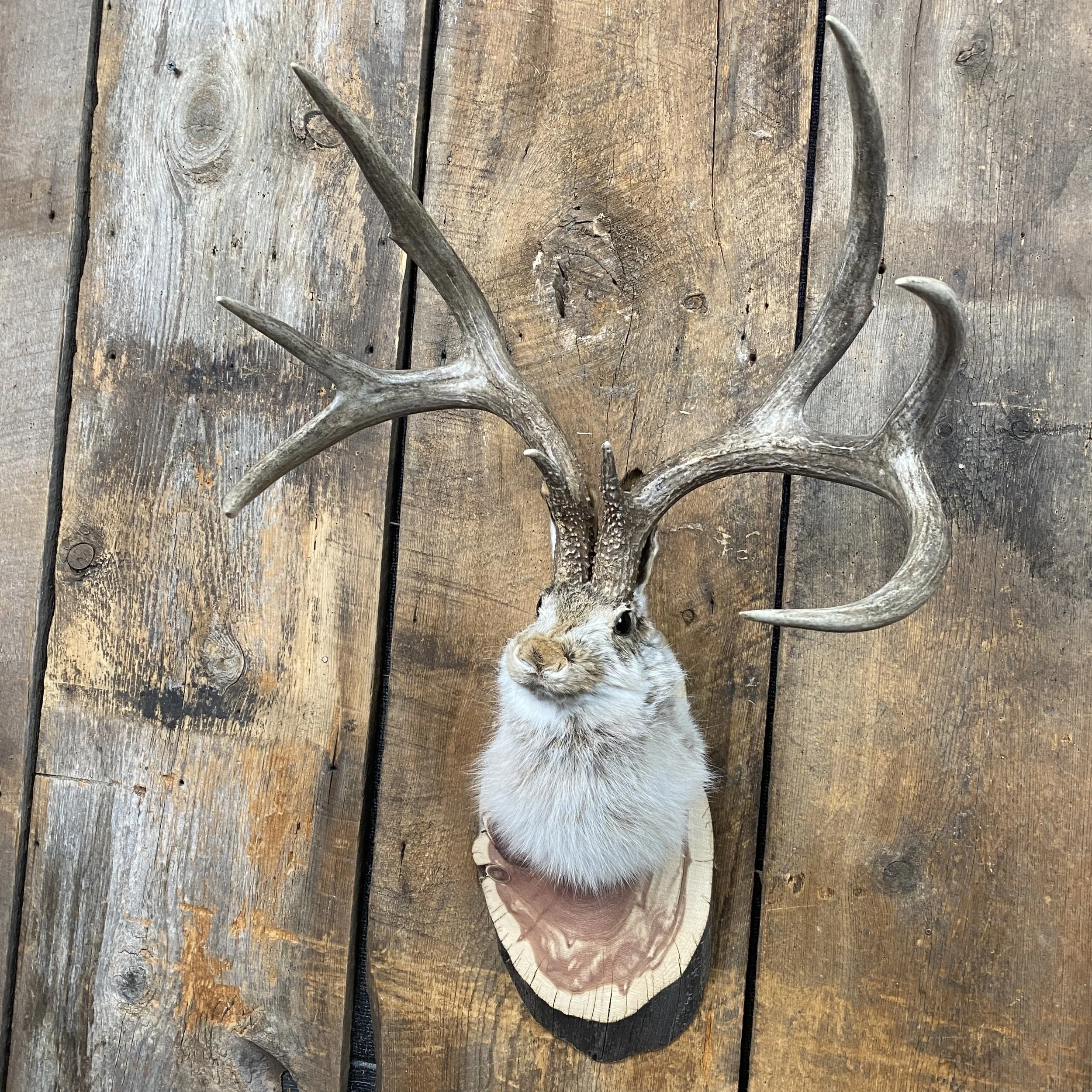 Mounts & Taxidermy for Sale — Claw, Antler & Hide Co.