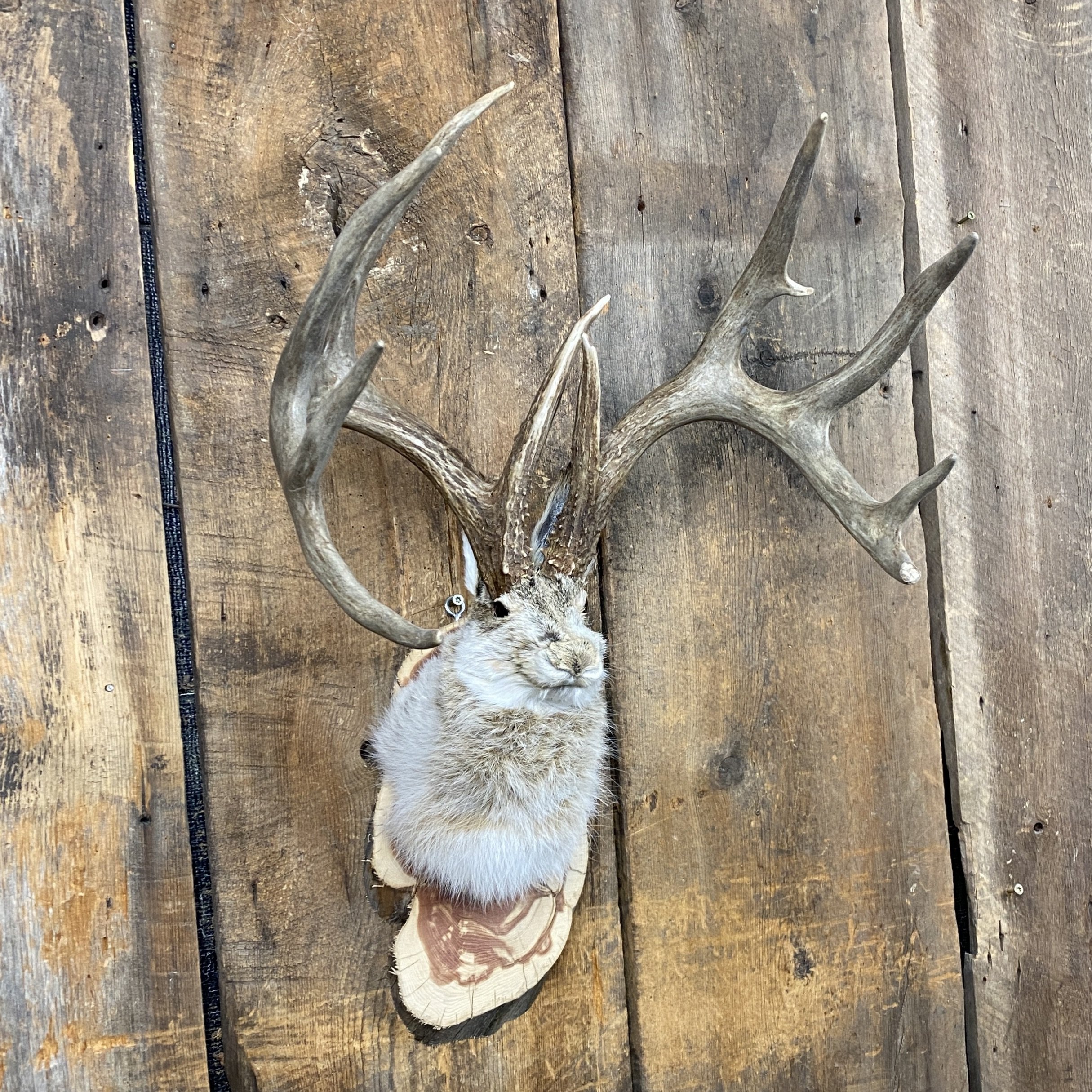 Mounts & Taxidermy for Sale — Claw, Antler & Hide Co.