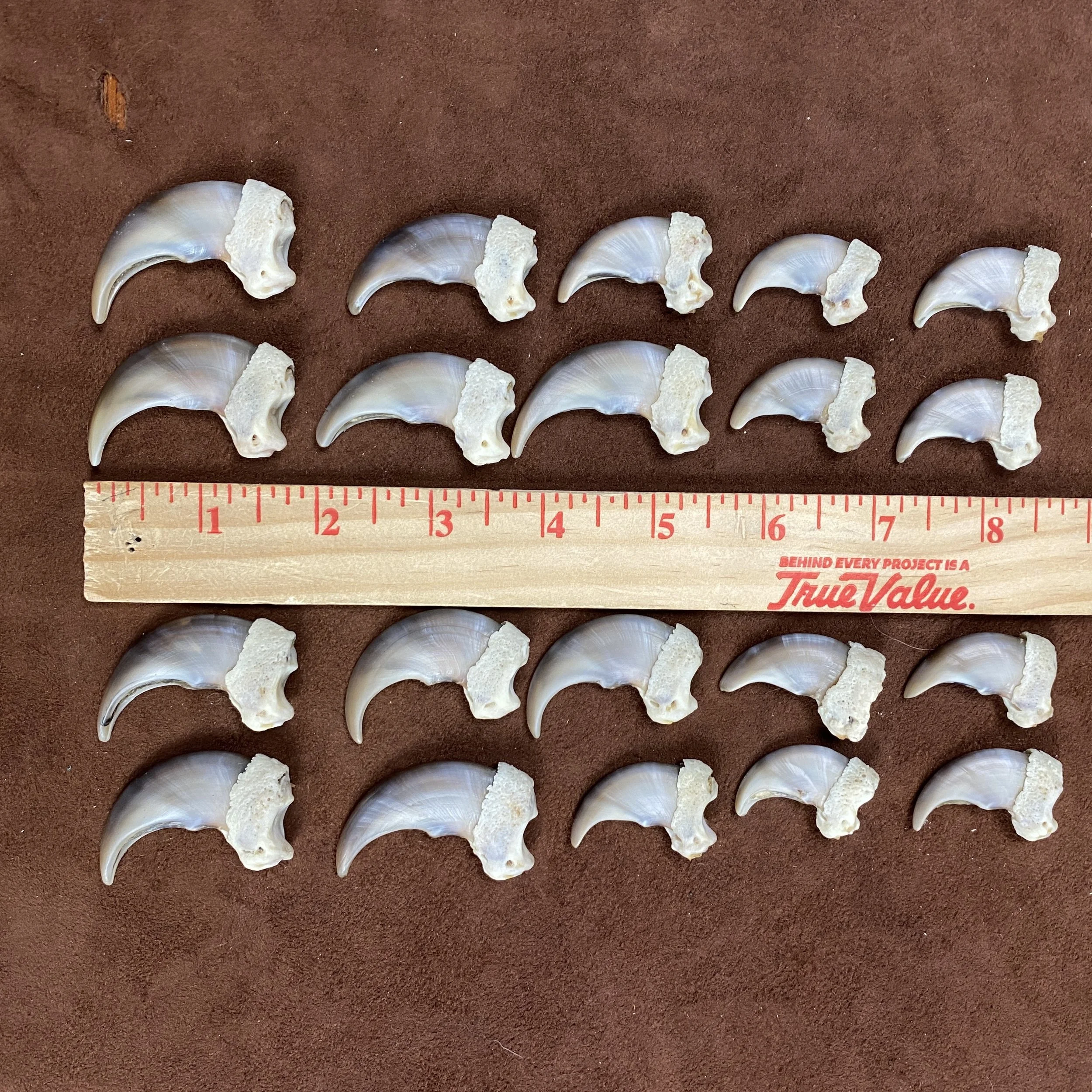 Claws for Sale — Claw, Antler & Hide Co.