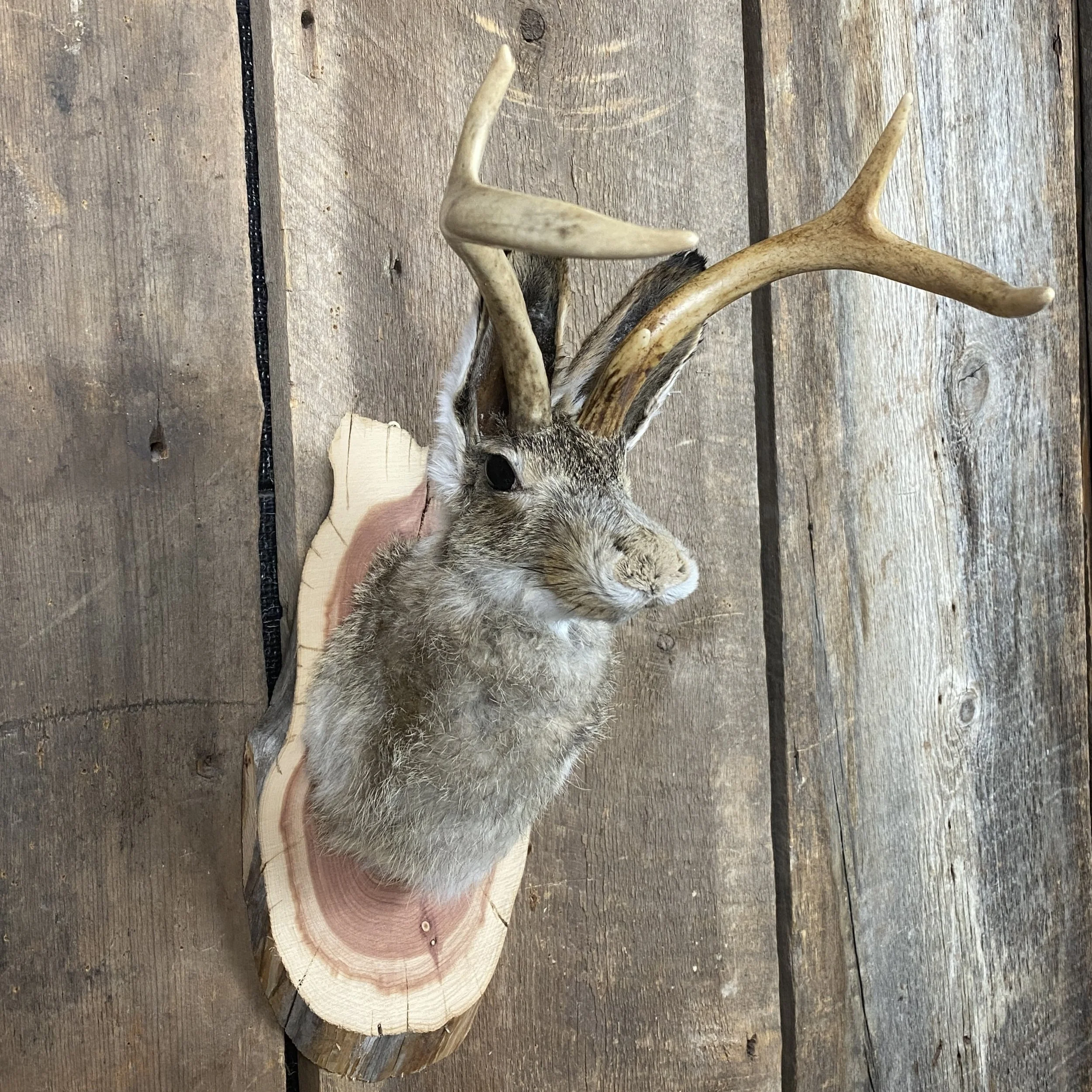 Mounts & Taxidermy for Sale — Claw, Antler & Hide Co.