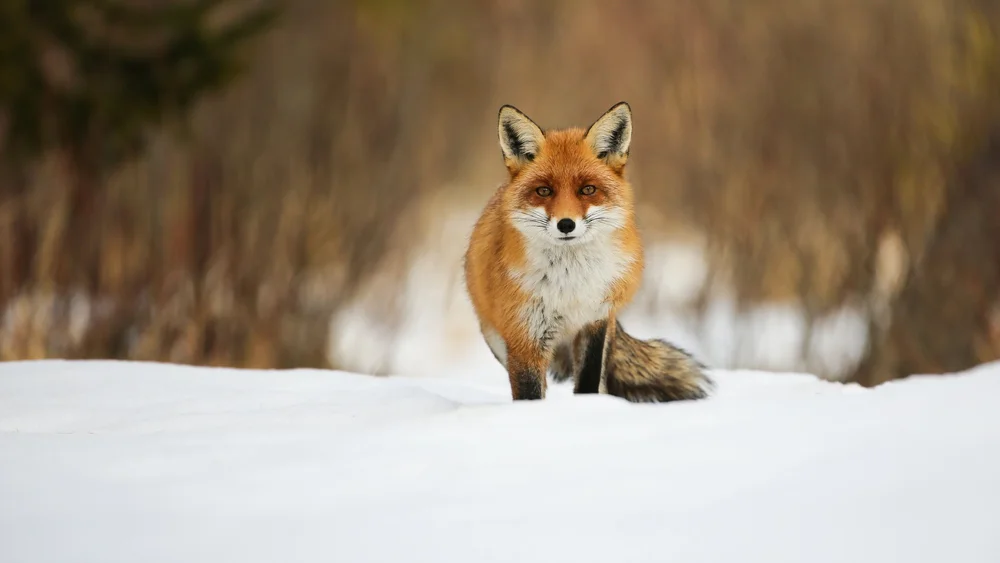 Fox Types & Colors — Claw, Antler & Hide Co.