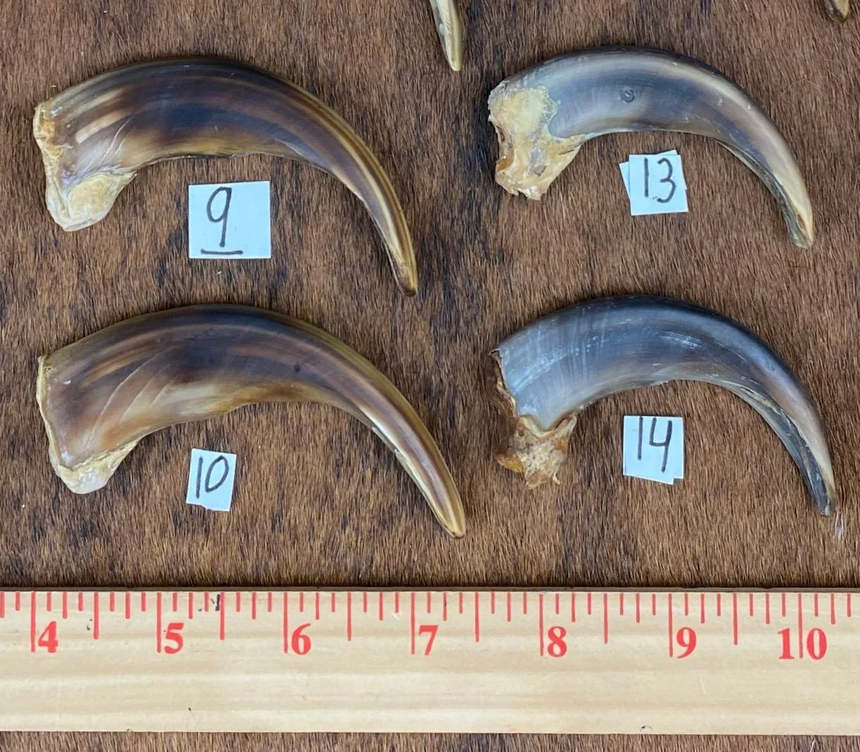 Bear Claws Uses — Claw, Antler & Hide Co.