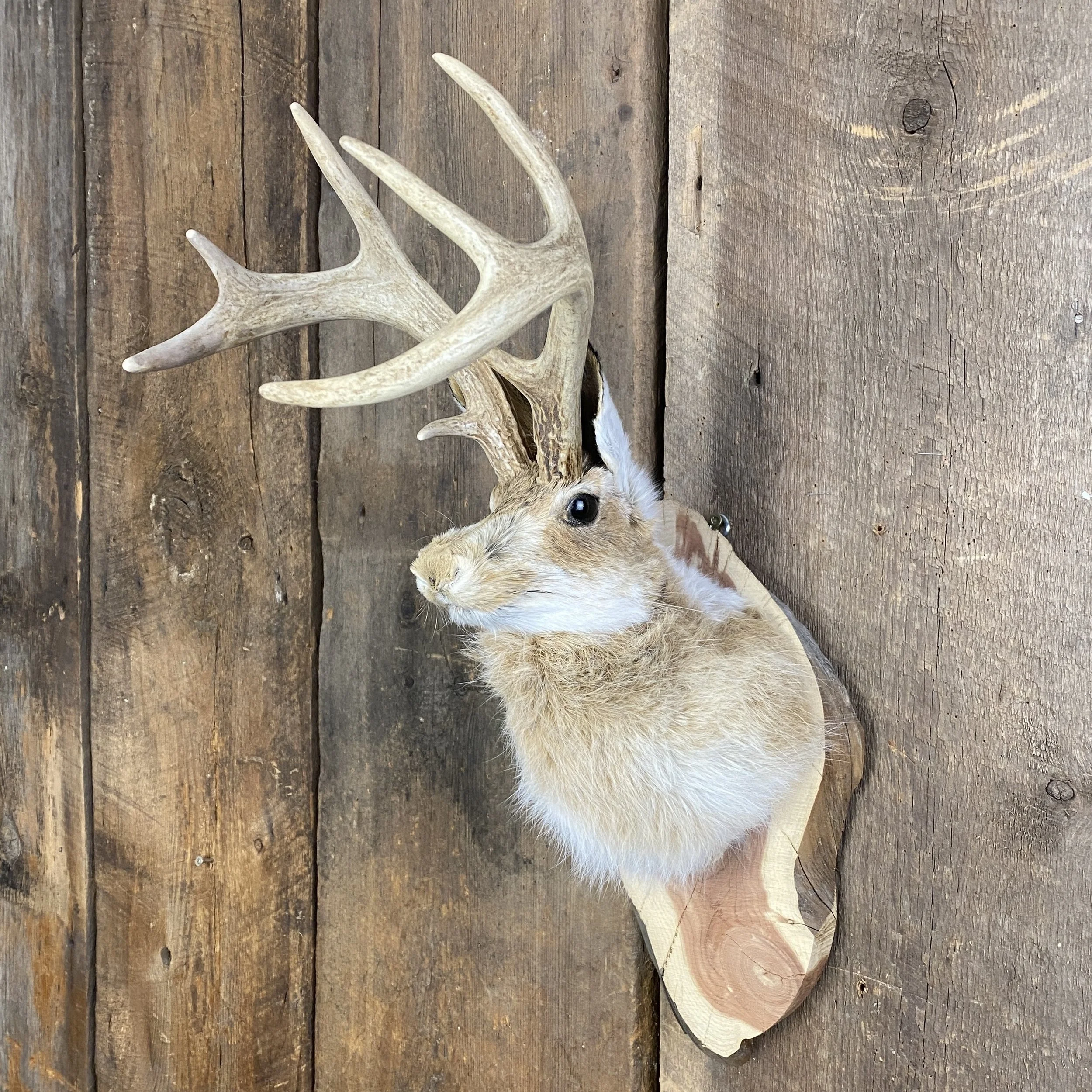 Mounts & Taxidermy for Sale — Claw, Antler & Hide Co.