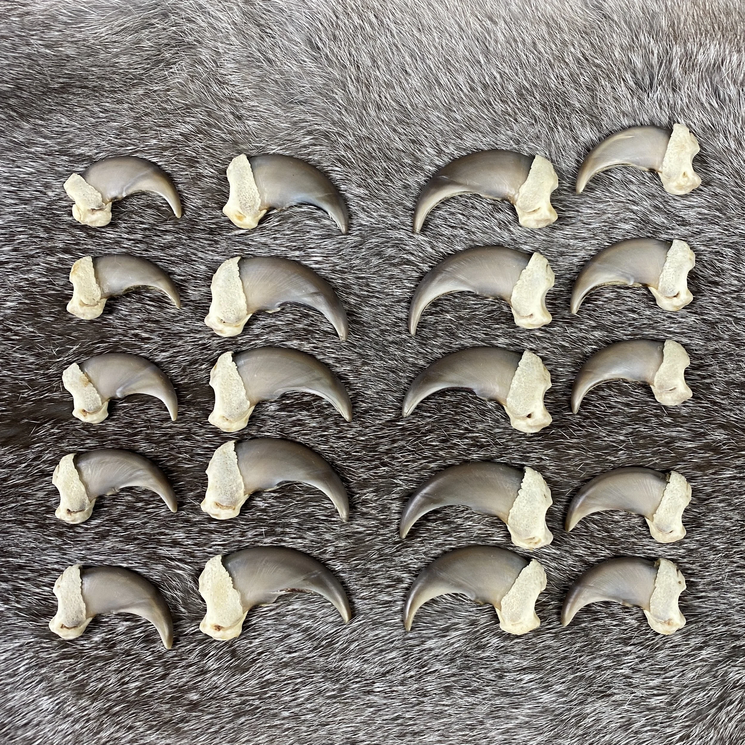 Claws for Sale — Claw, Antler & Hide Co.