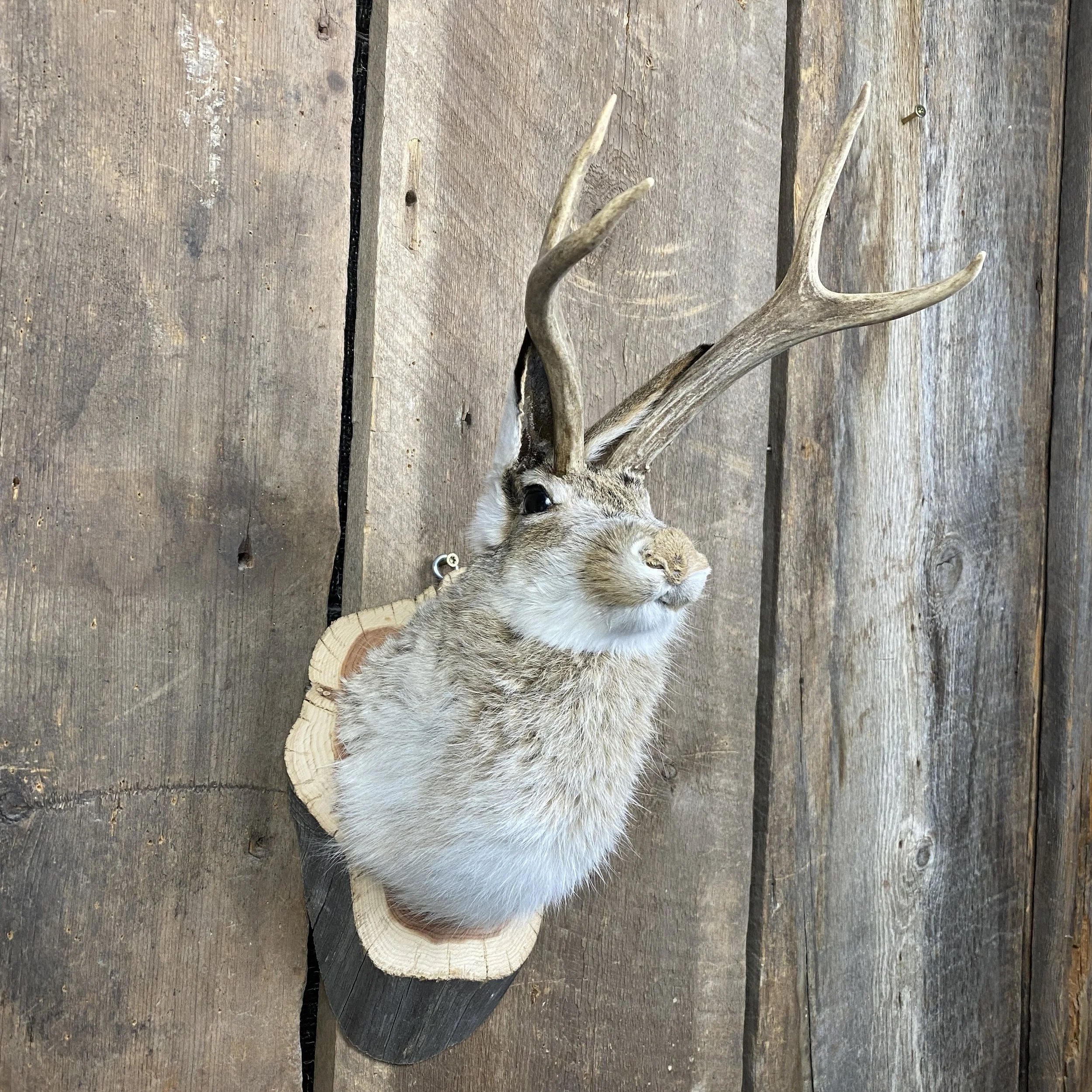 Mounts & Taxidermy for Sale — Claw, Antler & Hide Co.