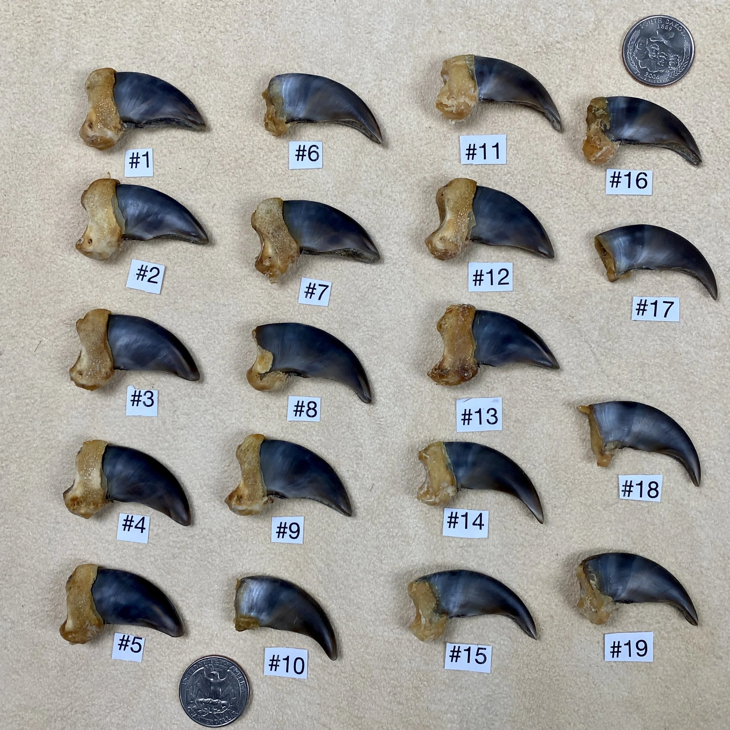 Bear Products — Claw, Antler & Hide Co.