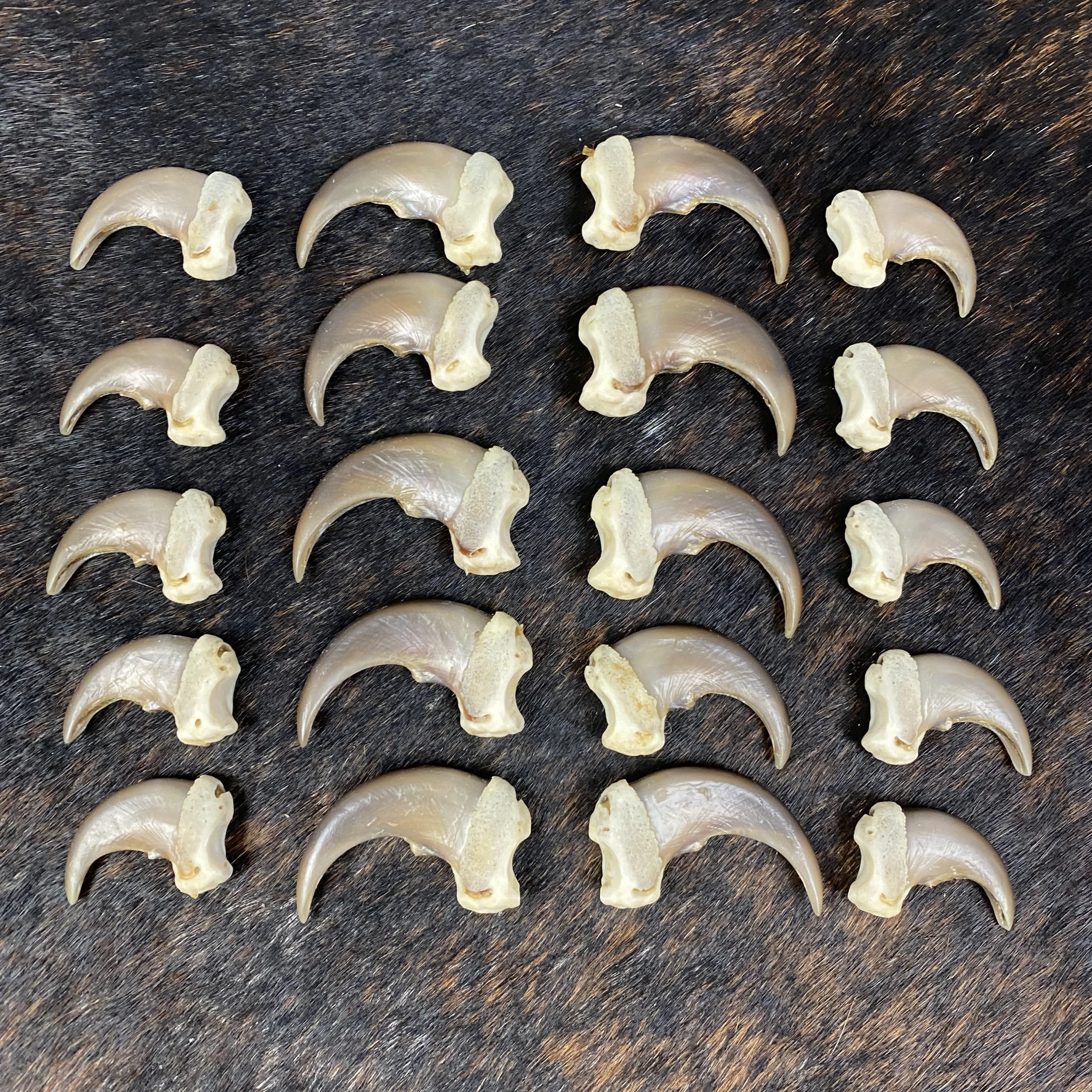 Claws for Sale — Claw, Antler & Hide Co.