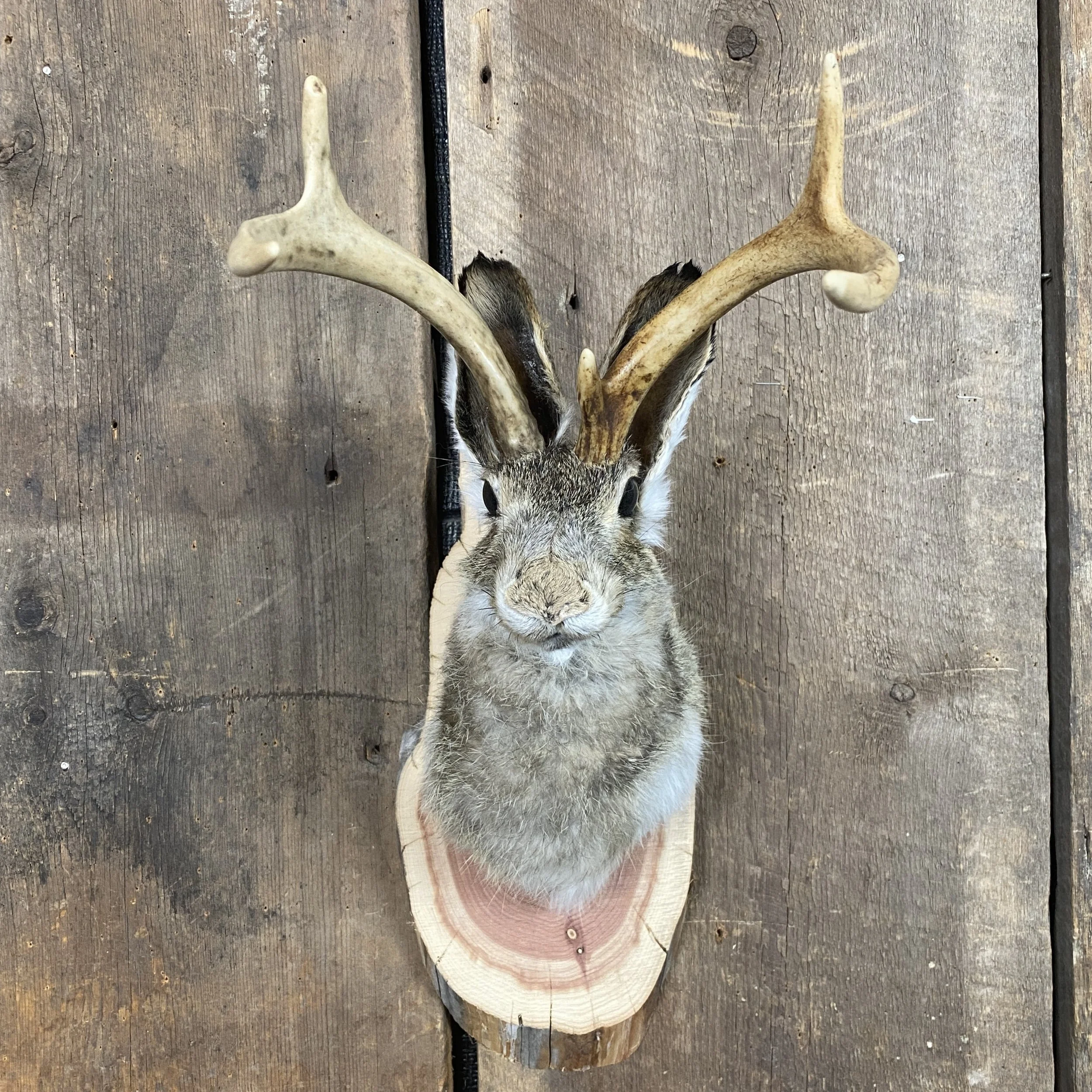 Mounts & Taxidermy for Sale — Claw, Antler & Hide Co.