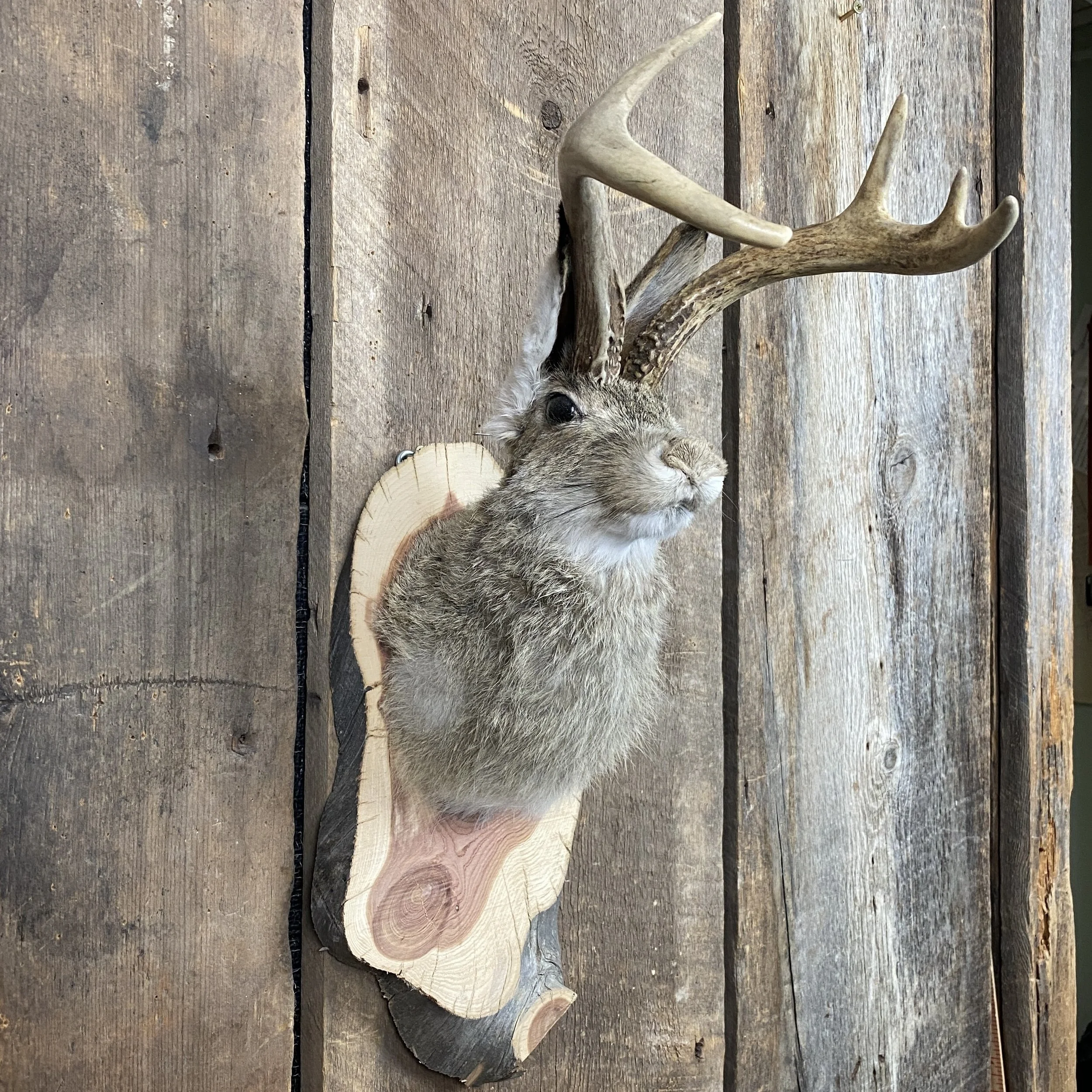 Mounts & Taxidermy for Sale — Claw, Antler & Hide Co.