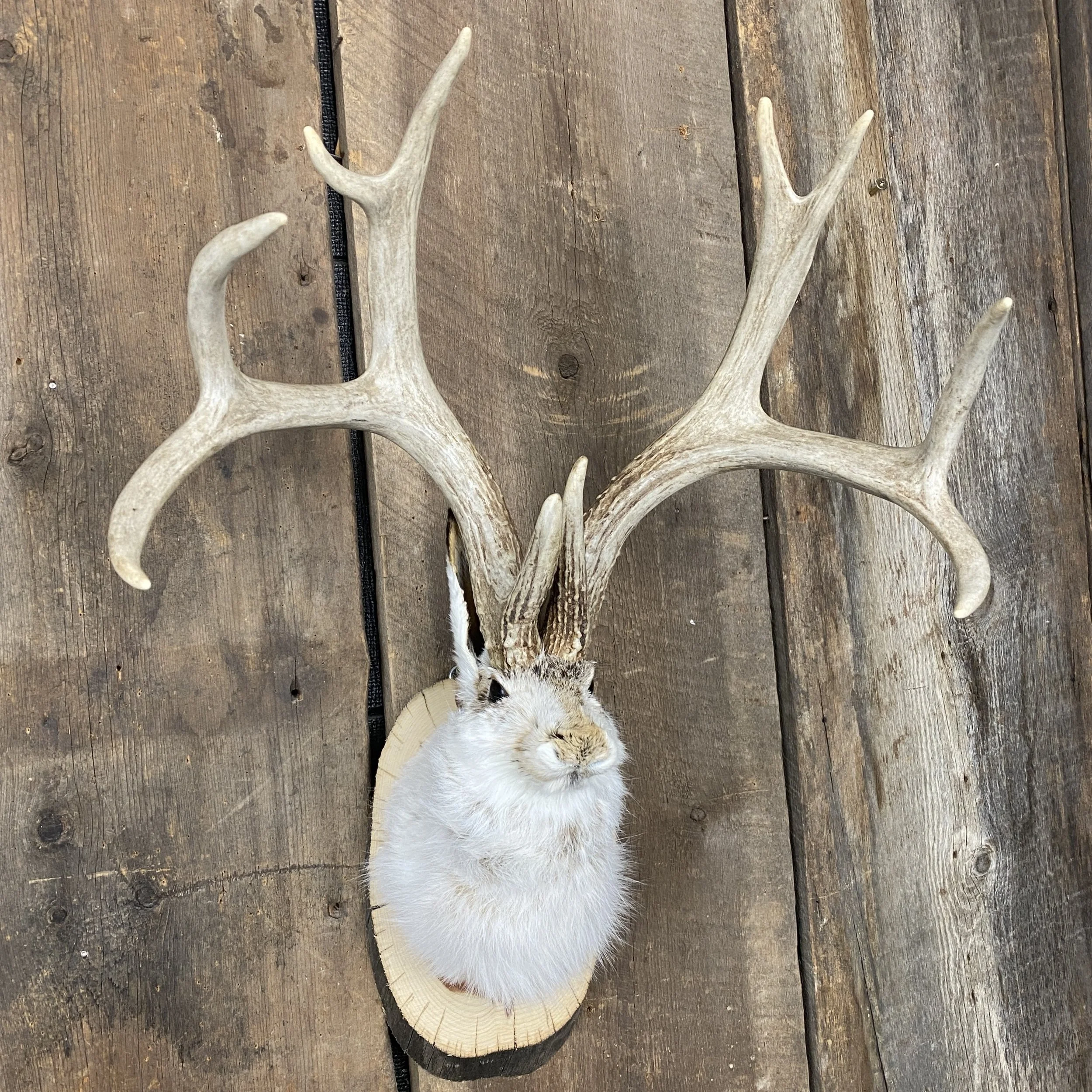 Mounts & Taxidermy for Sale — Claw, Antler & Hide Co.