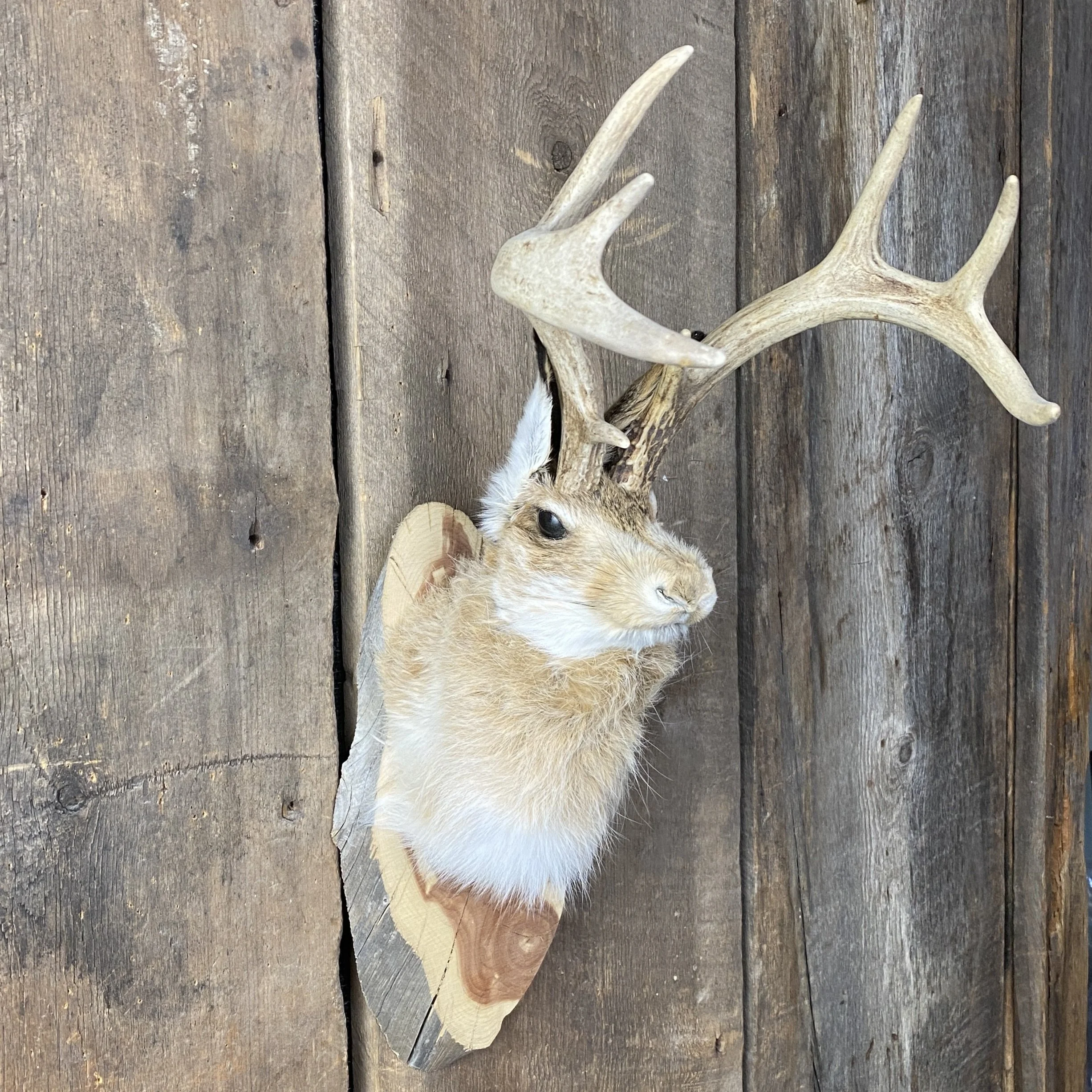 Mounts & Taxidermy for Sale — Claw, Antler & Hide Co.