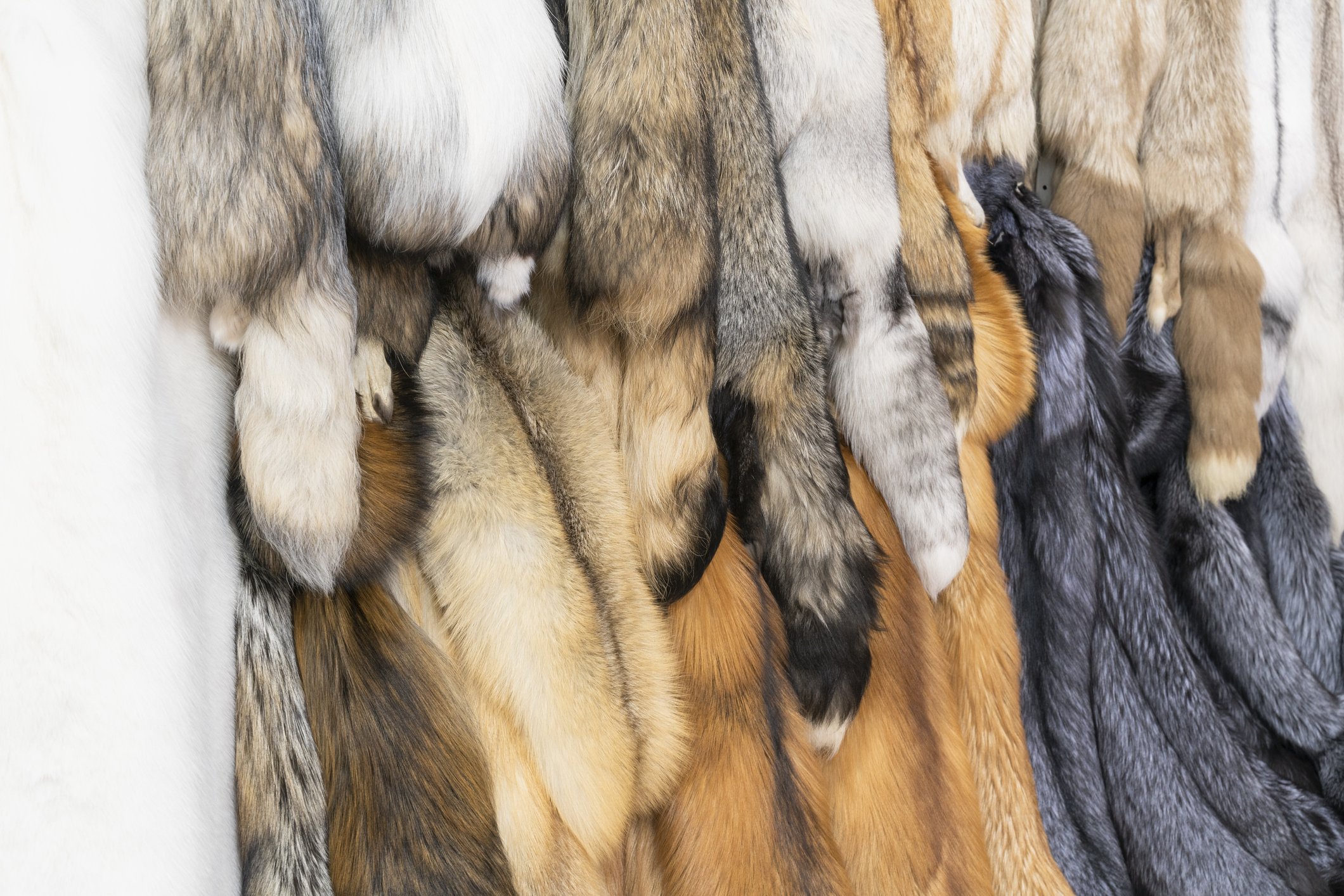 High-Quality Fox Pelts — Claw, Antler & Hide Co.