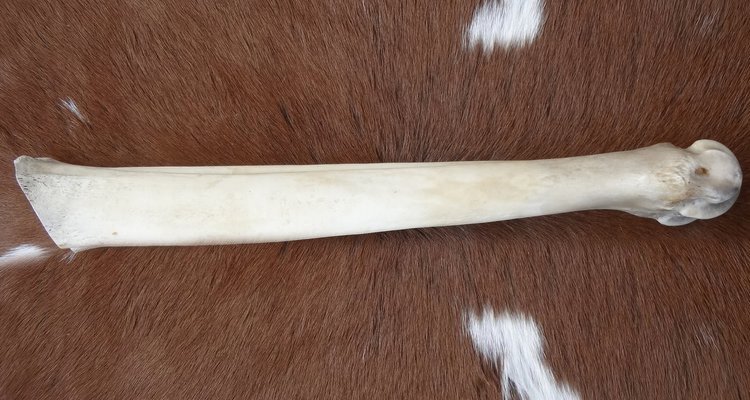 Determining the Quality of Animal Bones — Claw, Antler & Hide Co.