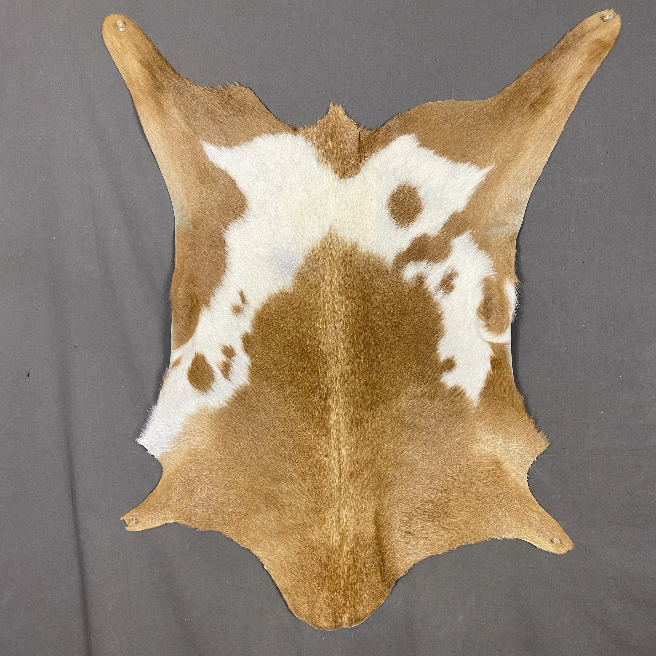 Goat Hides for Sale — Claw, Antler & Hide Co.