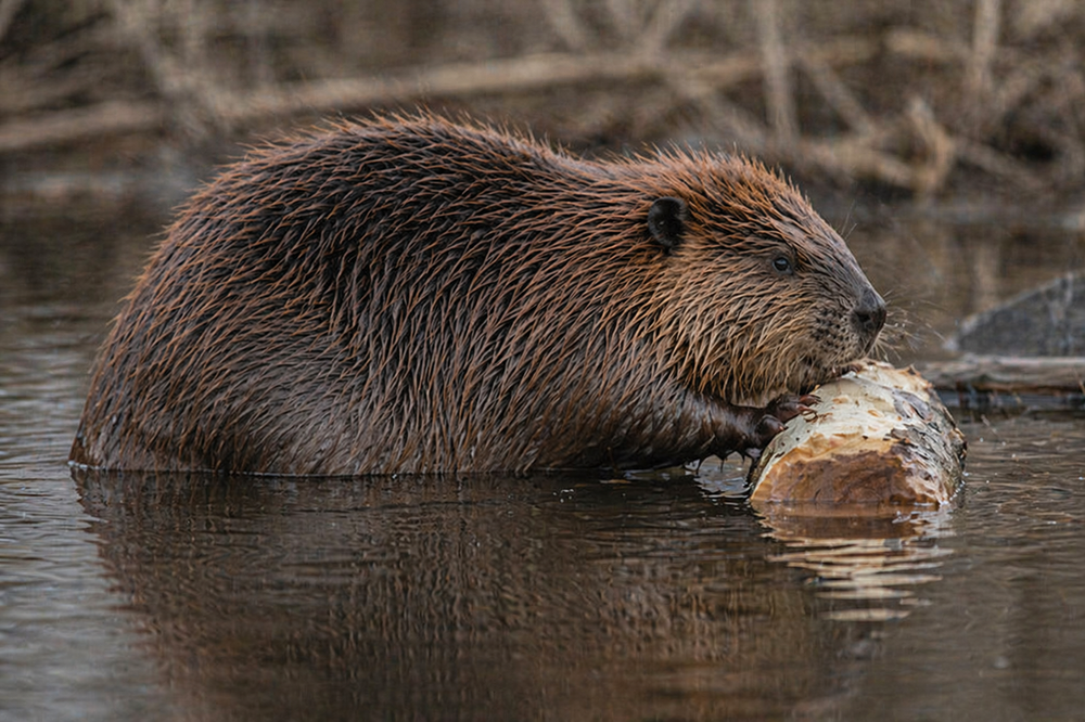 Beaver Products — Claw, Antler & Hide Co.