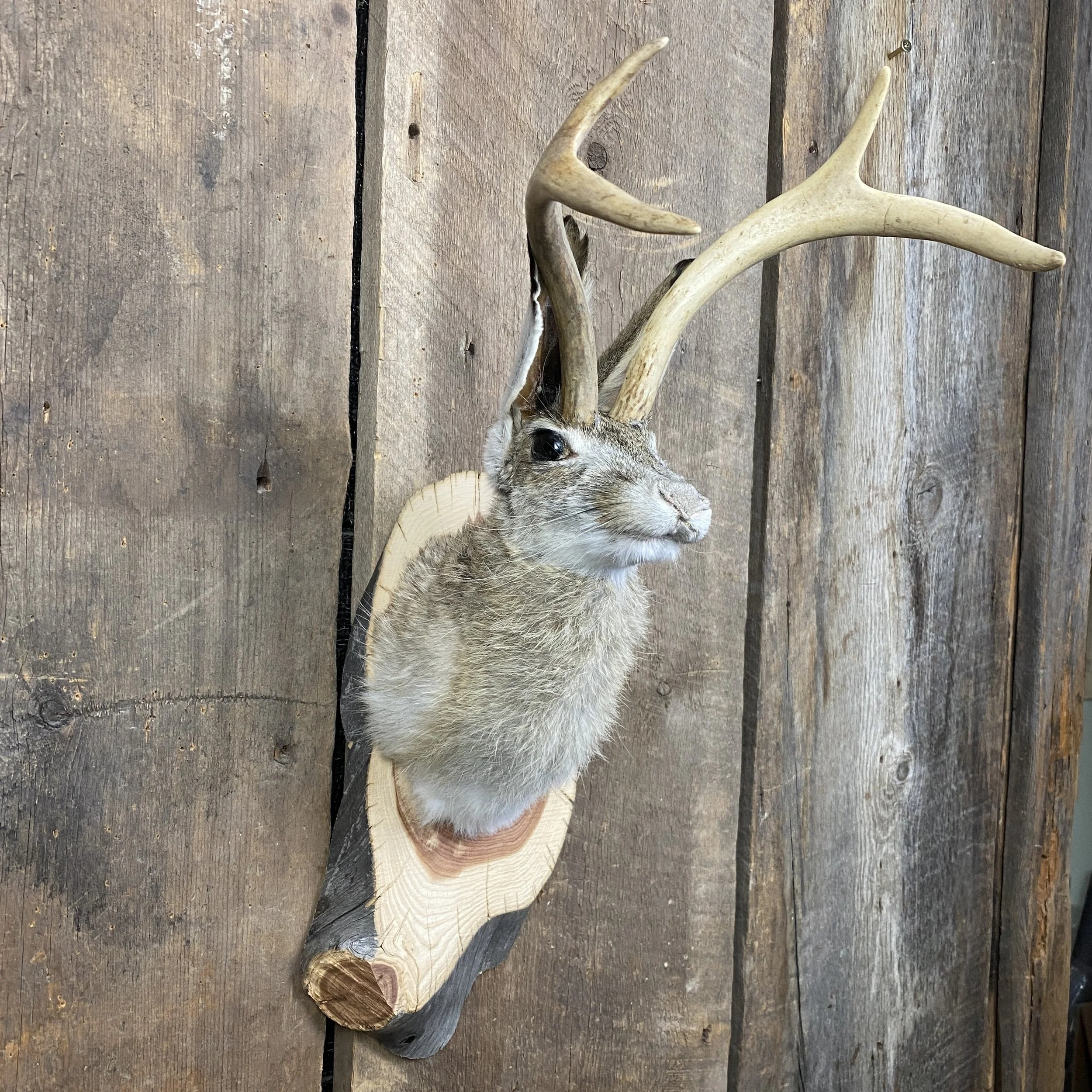 Mounts & Taxidermy for Sale — Claw, Antler & Hide Co.
