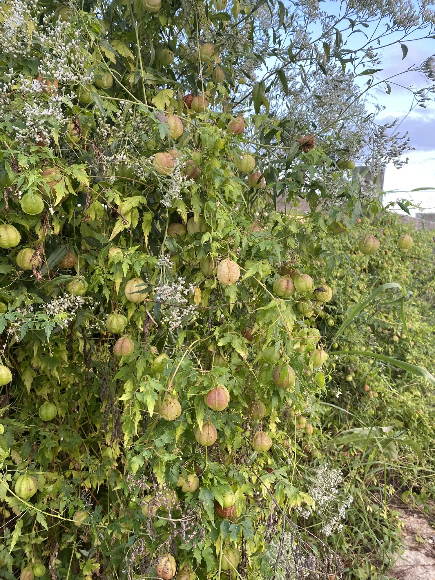 Wordless Wednesday - "Cardiospermum Halicacabum" Baloon Vine — Lana L. Pugh