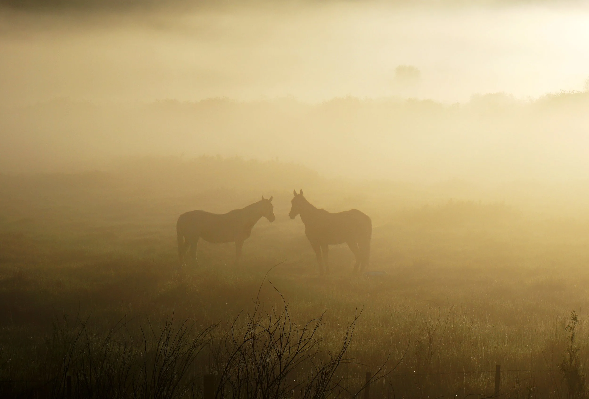 CATE ZANE Fine Art + Artisan Jewelry Austin TX