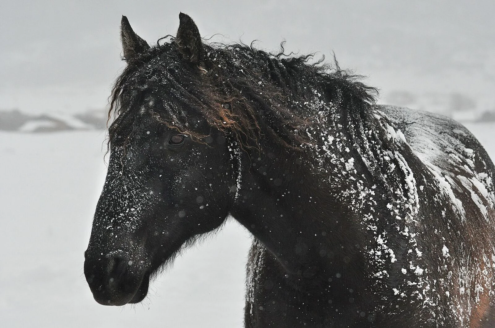 CATE ZANE Fine Art + Artisan Jewelry Austin TX