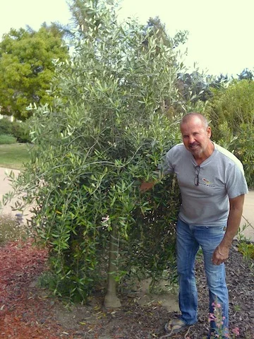 The Western Weeping Fruitless Olive Tree