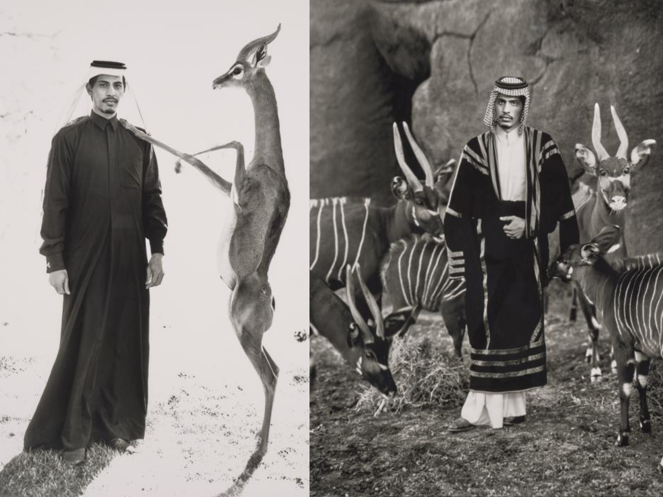 Now Showing | A Falcon’s Eye: Tribute to Sheikh Saoud Al Thani at The ...