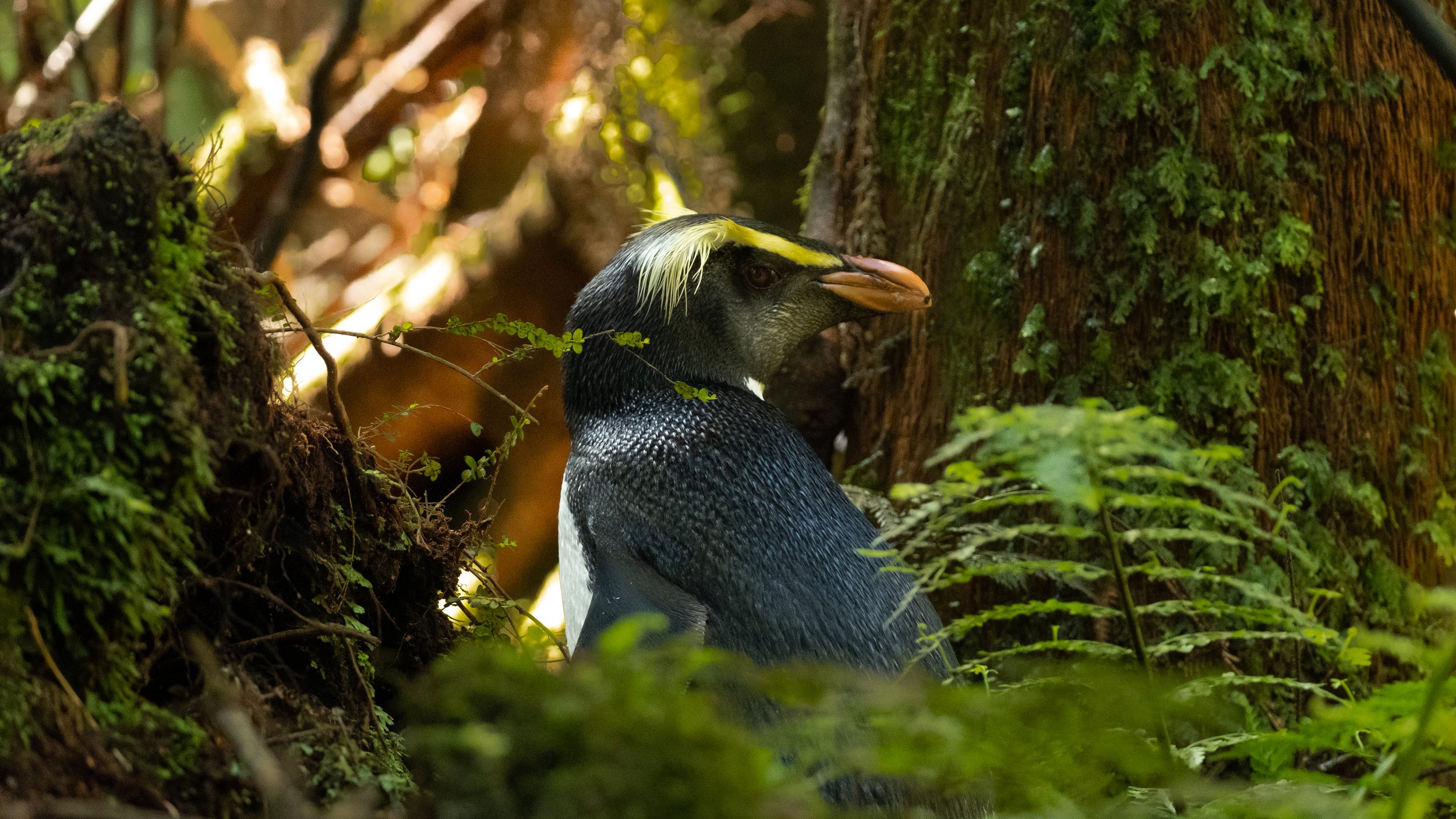 Our Planet II on Netflix | Narrated by Sir David Attenborough — Art of ...