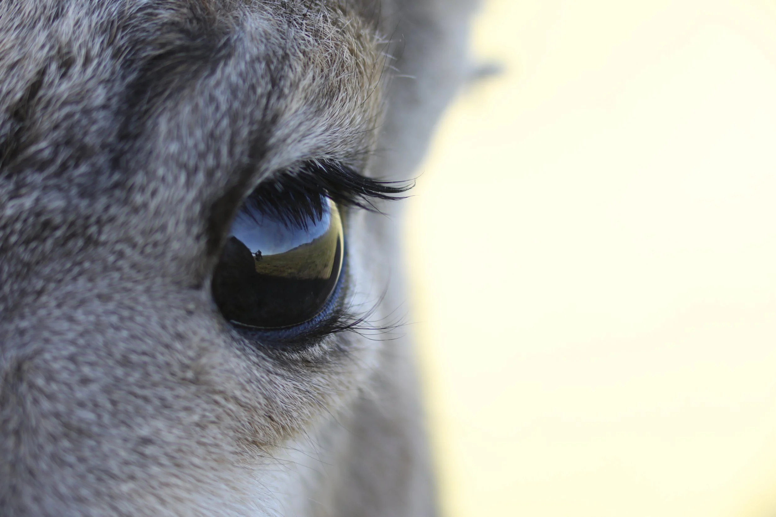 Our Planet II on Netflix | Narrated by Sir David Attenborough — Art of ...