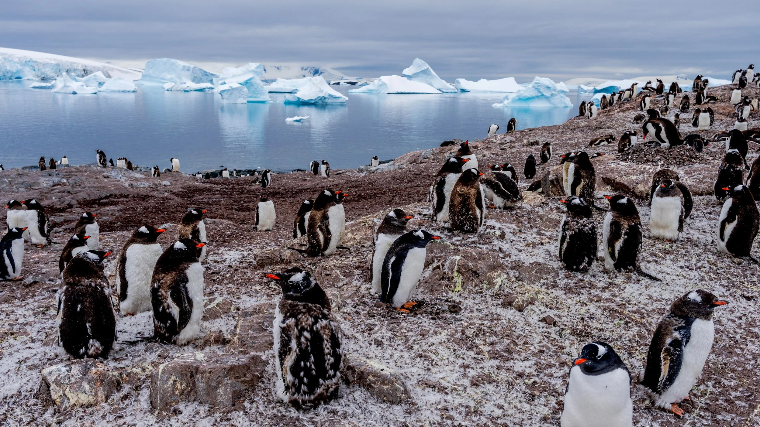 Our Planet II on Netflix | Narrated by Sir David Attenborough — Art of ...