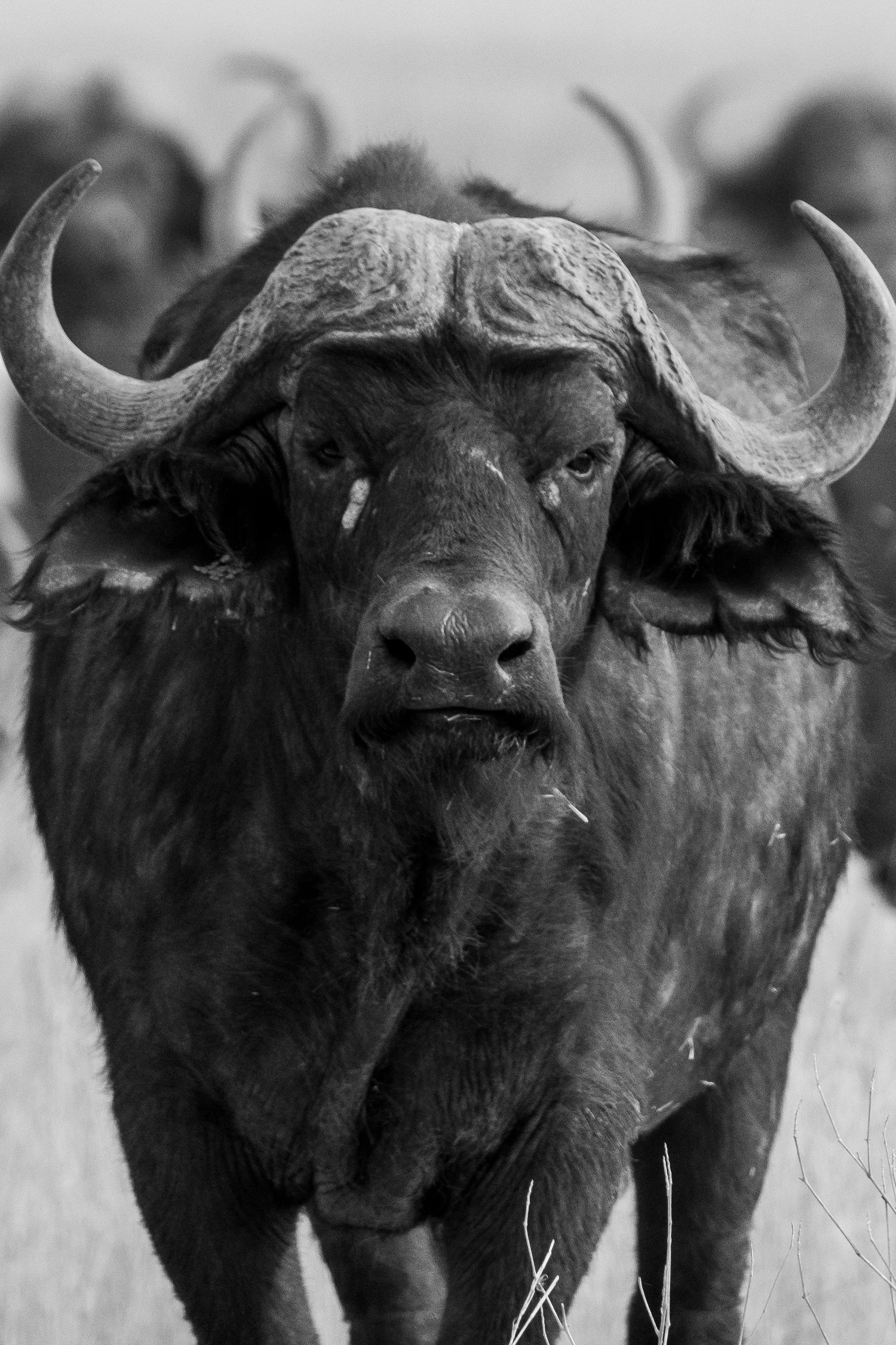 Our Planet II on Netflix | Narrated by Sir David Attenborough — Art of ...