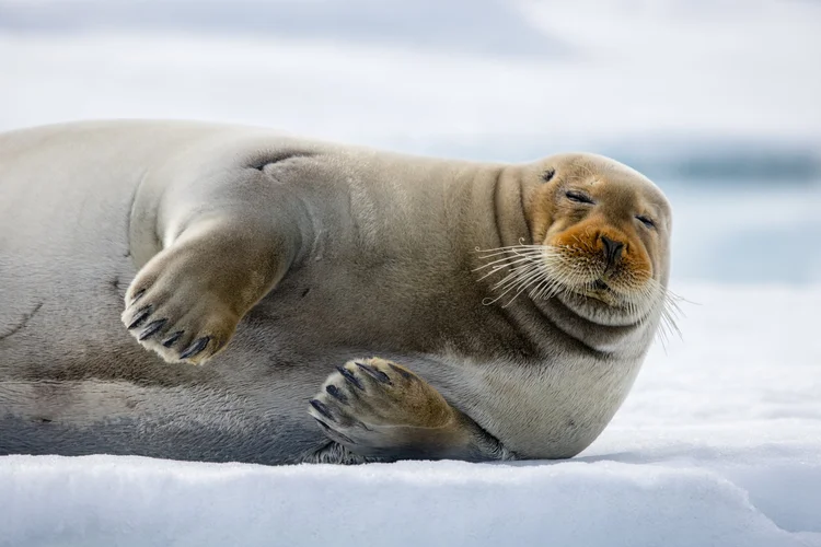 Our Planet II on Netflix | Narrated by Sir David Attenborough — Art of ...