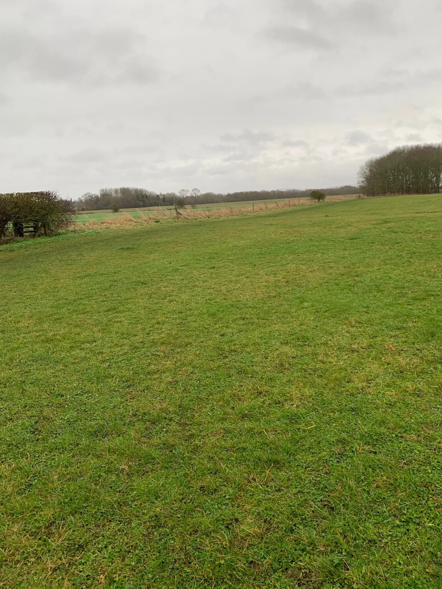 Thame Showground Hedge — Trust for Oxfordshire's Environment