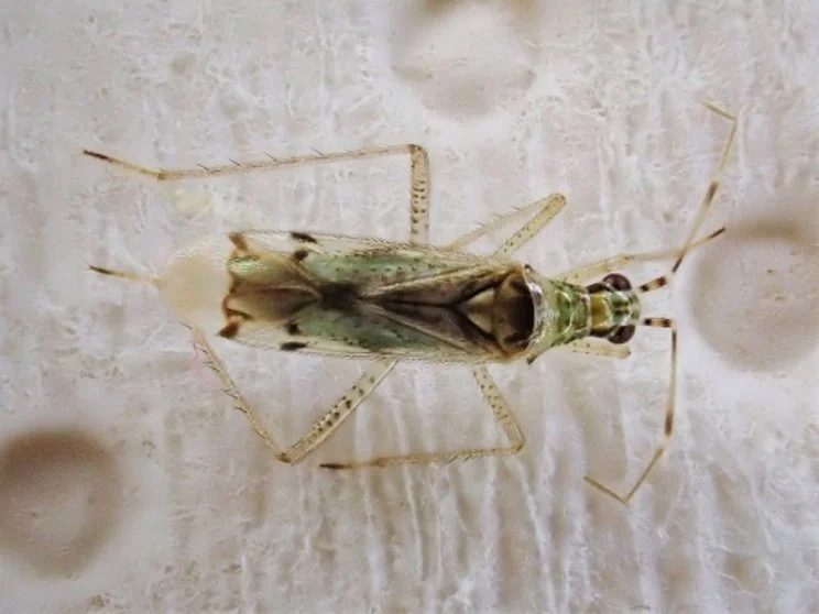 Local Stream Brought Back to Life — Trust for Oxfordshire's Environment