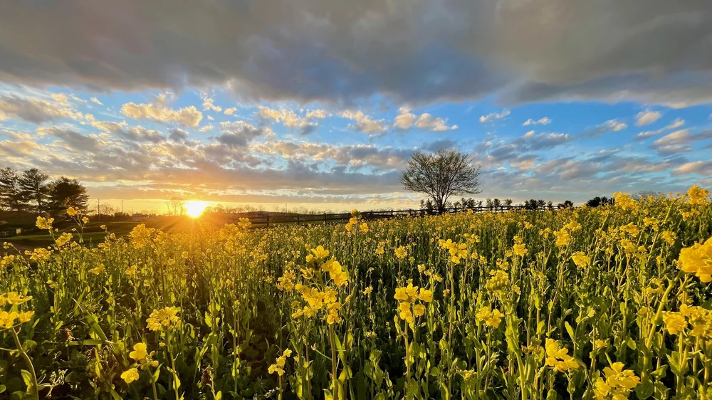 Photos — Wheatland Spring