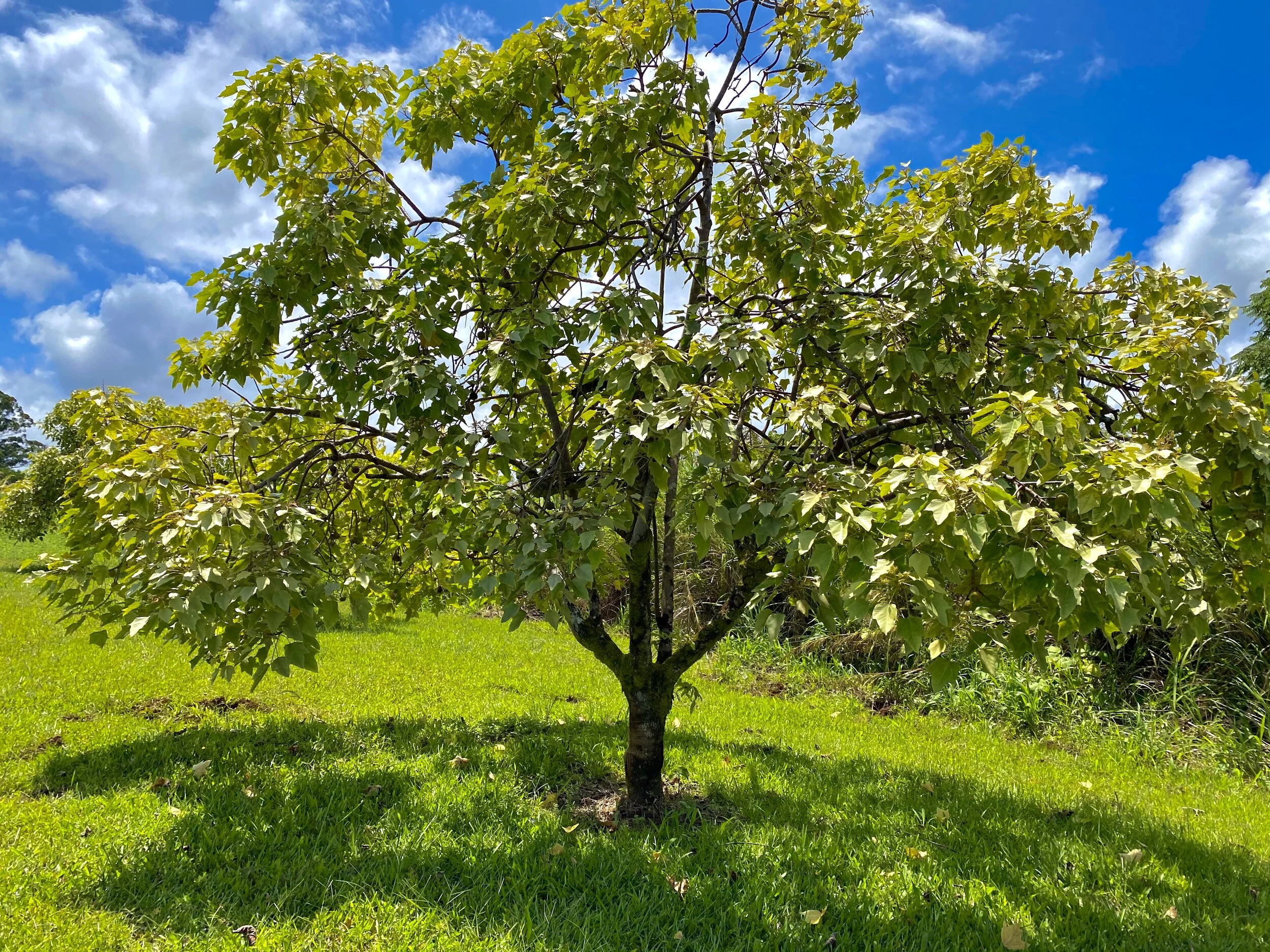 Kukui Tree Leaves