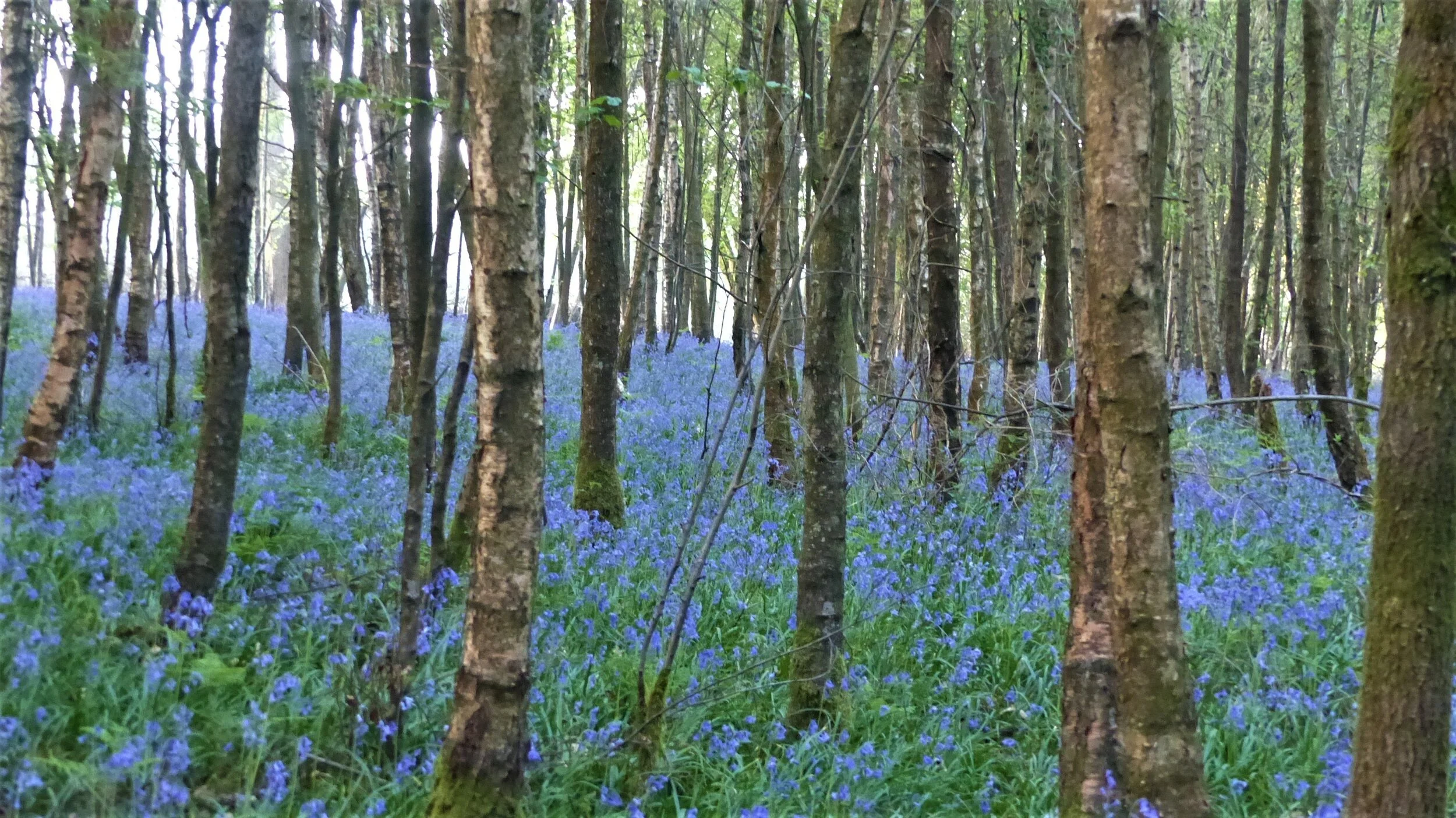 The Balcombe Estate