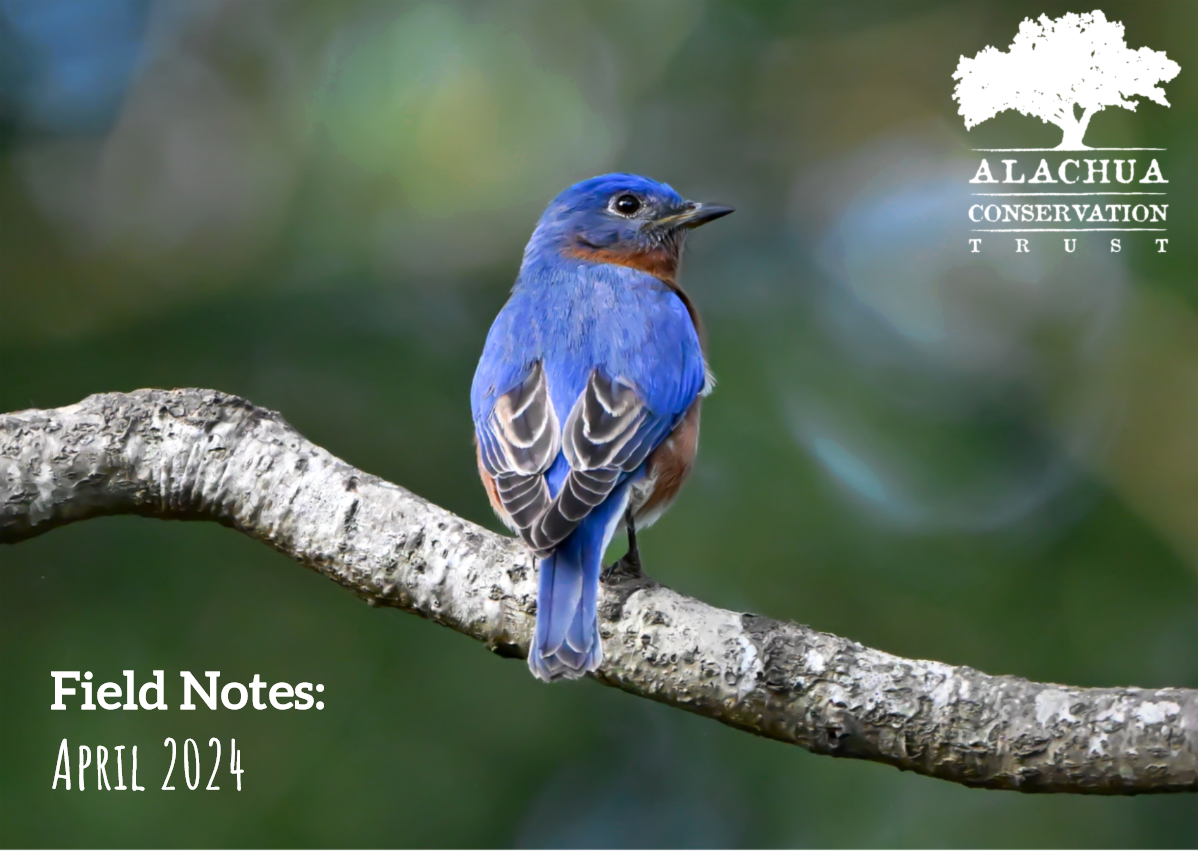 Alachua Conservation Trust — Newsletters