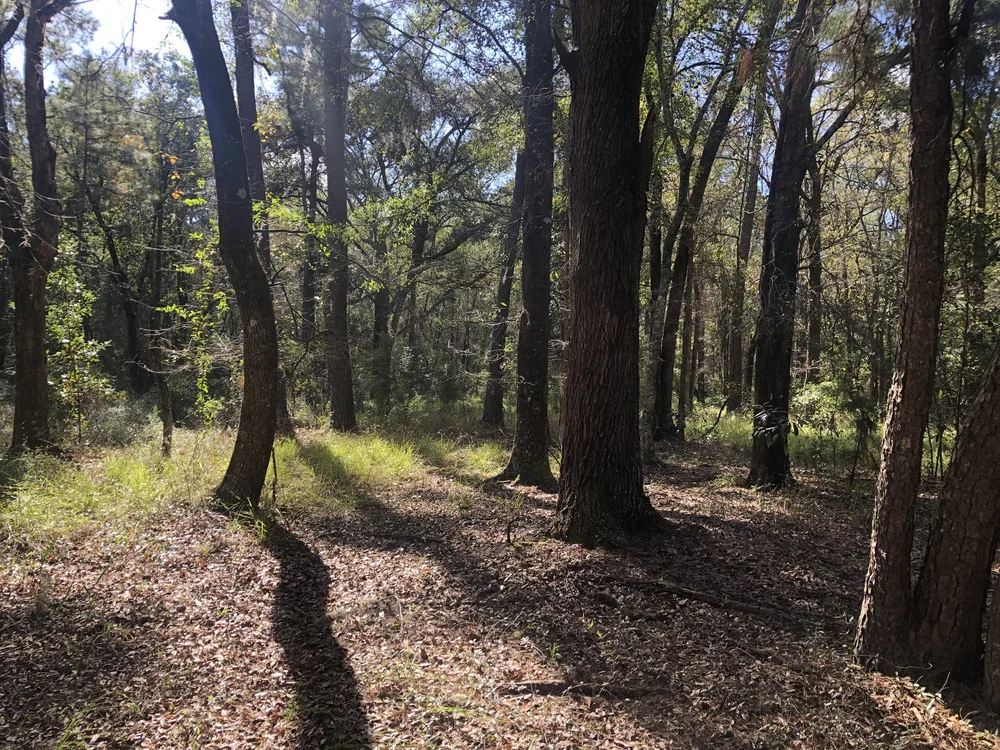 Alachua Conservation Trust — Press Releases Archive