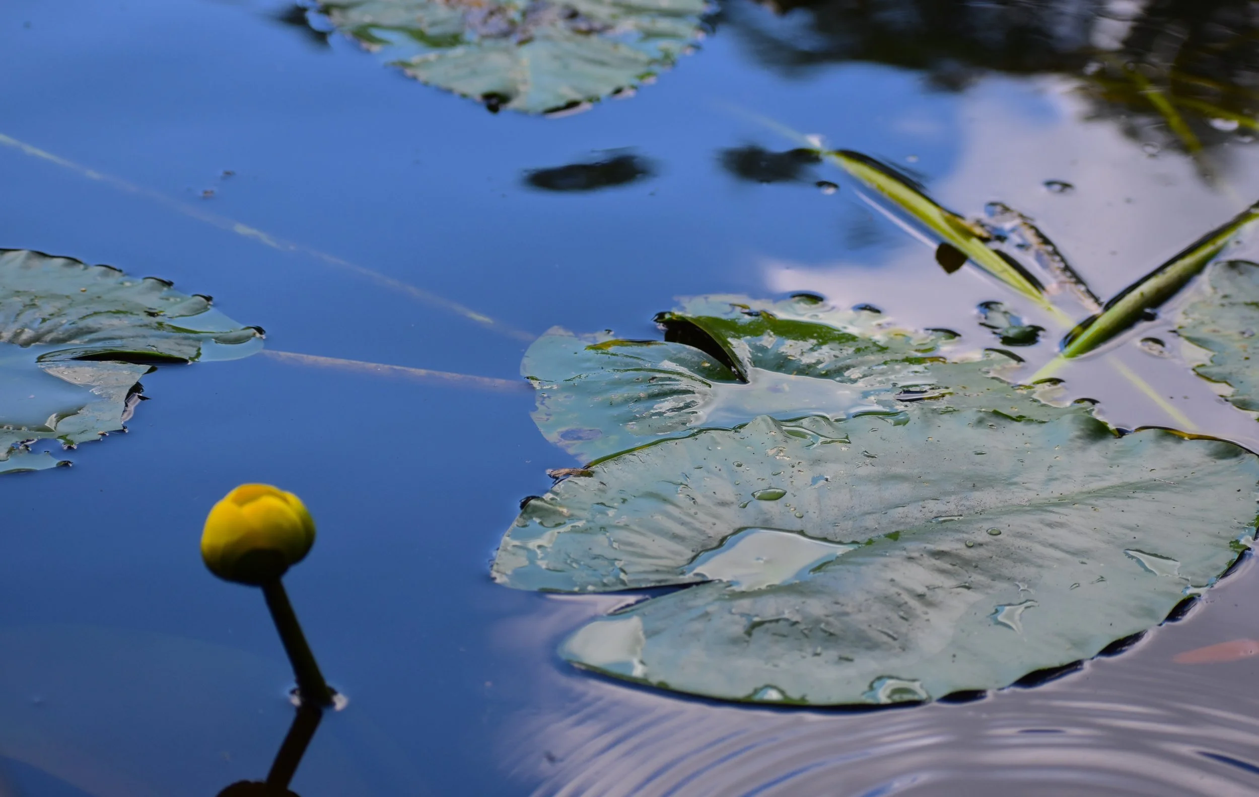 Alachua Conservation Trust