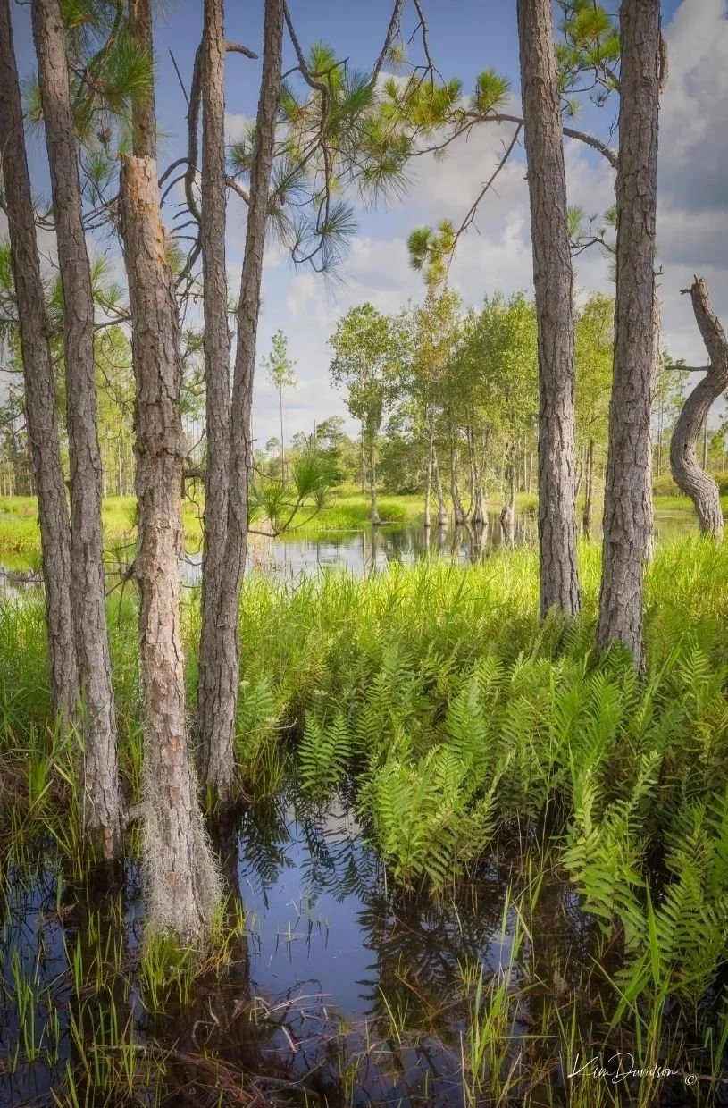 Alachua Conservation Trust — Press Releases