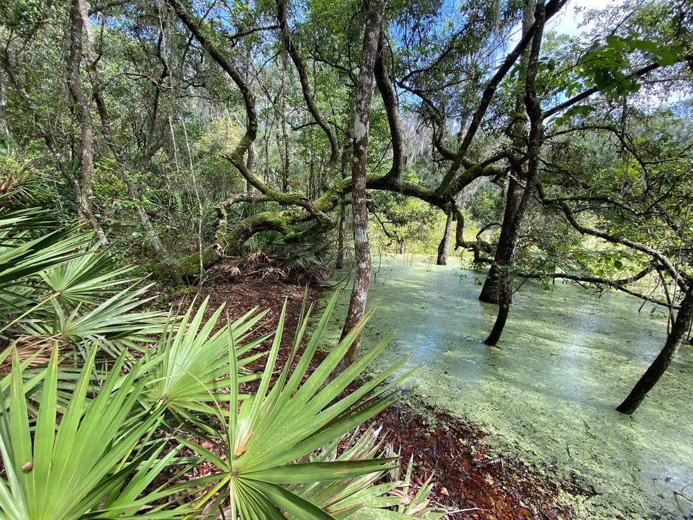 Alachua Conservation Trust — ACT In the News