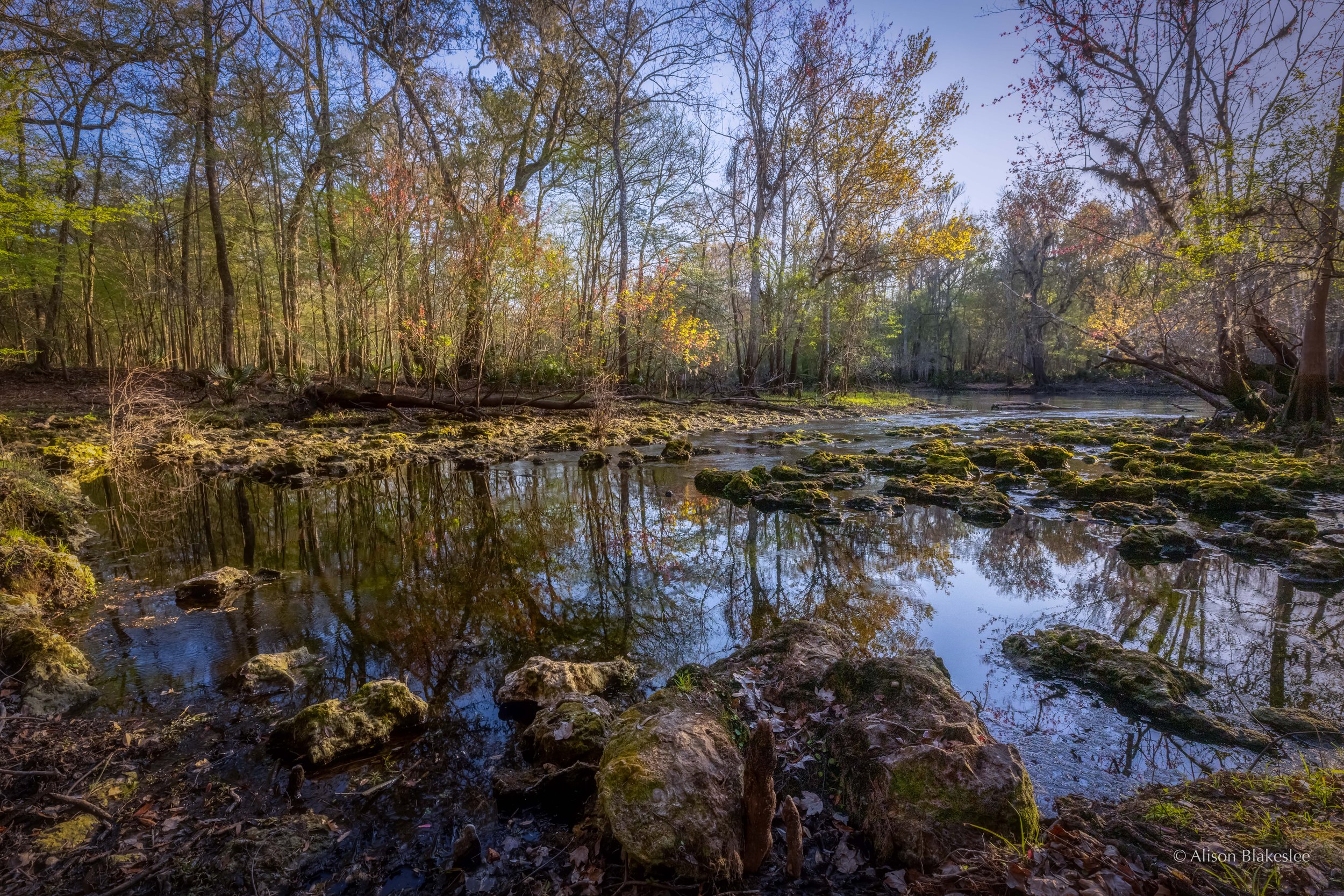 Alachua Conservation Trust — Habitat Restoration & Management