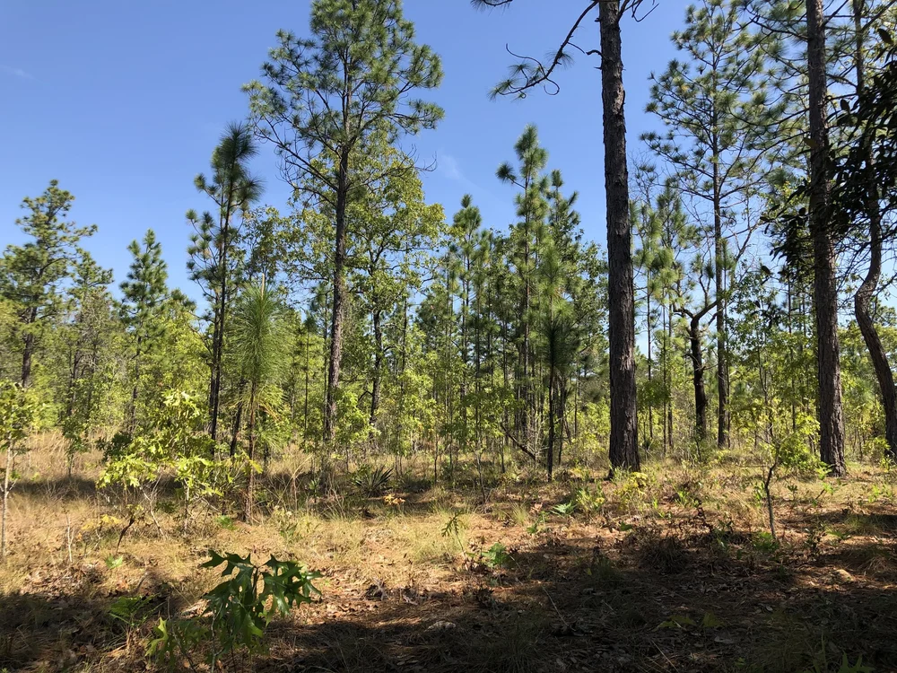 Alachua Conservation Trust — ACT Awarded $7.85 Million by USDA for ...
