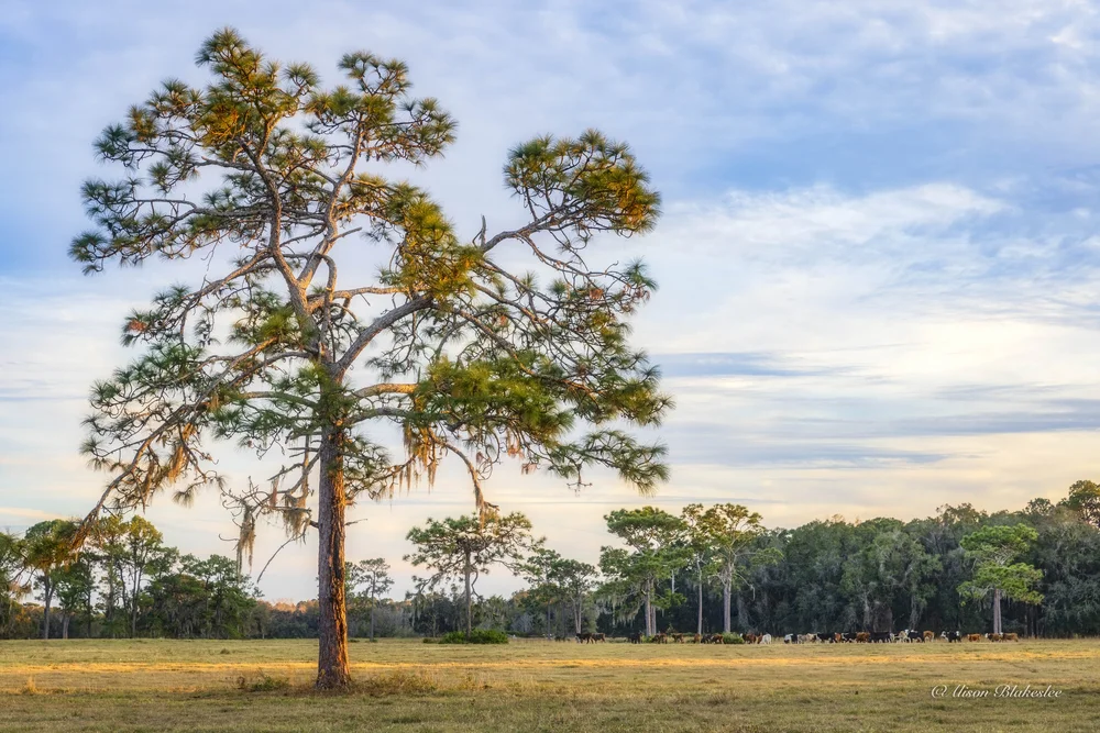 Alachua Conservation Trust — ACT Awarded $7.85 Million by USDA for ...
