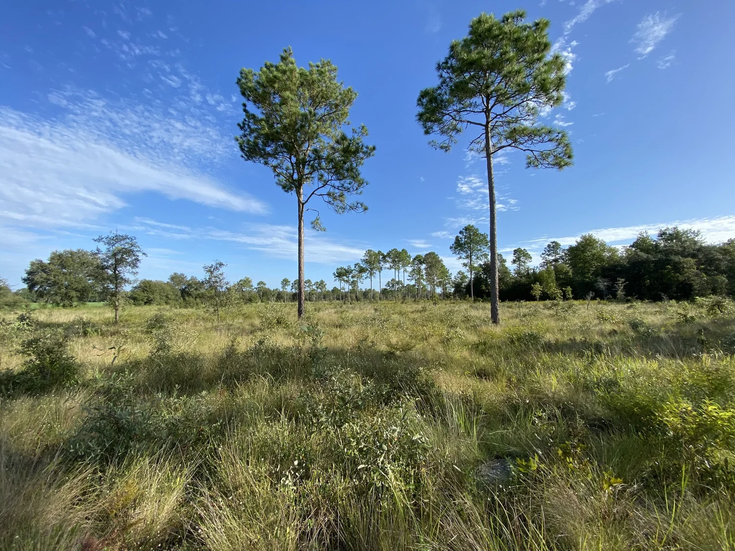Alachua Conservation Trust — Conservation Easements