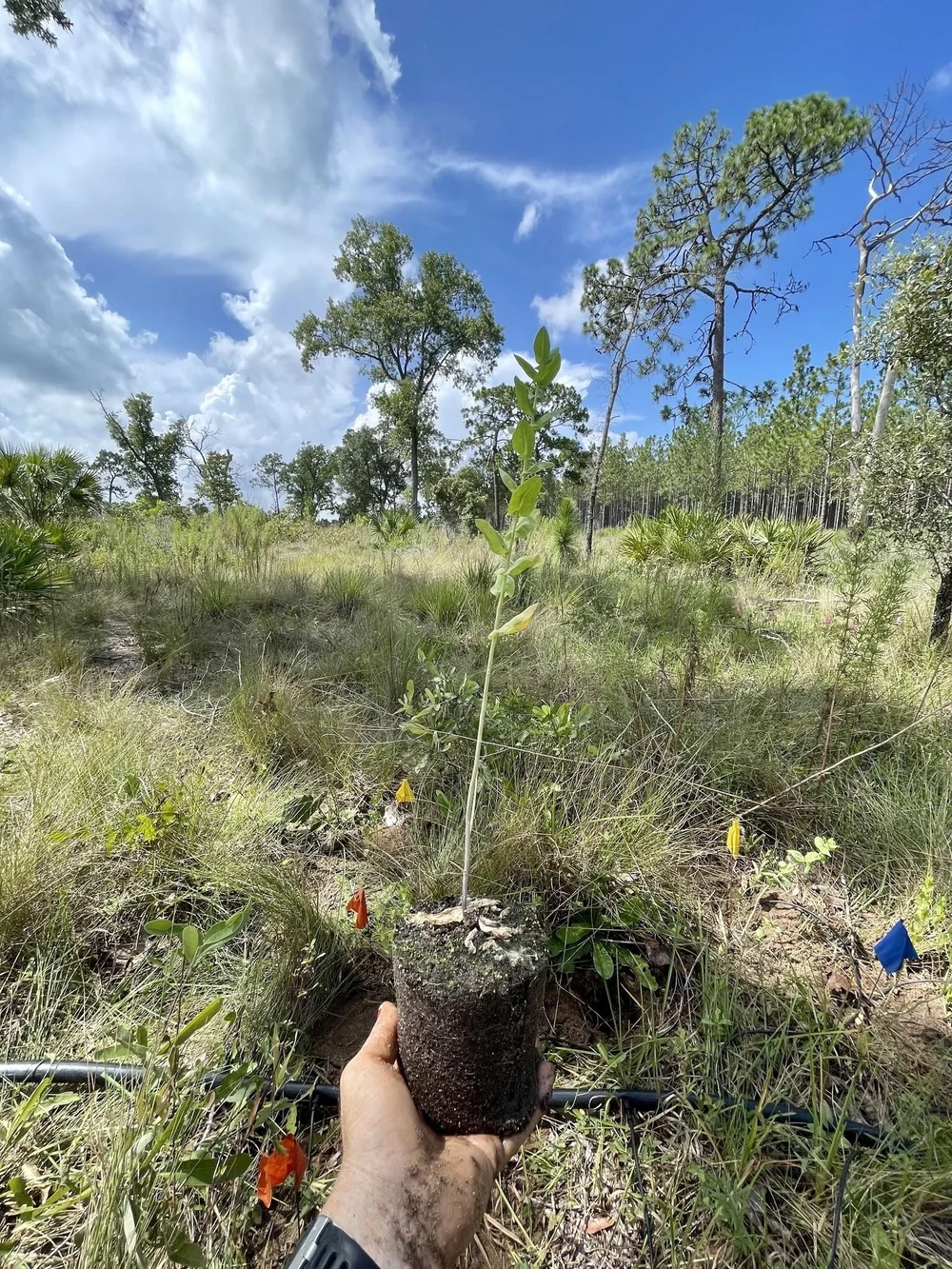 Alachua Conservation Trust — Partnering to Protect Plants