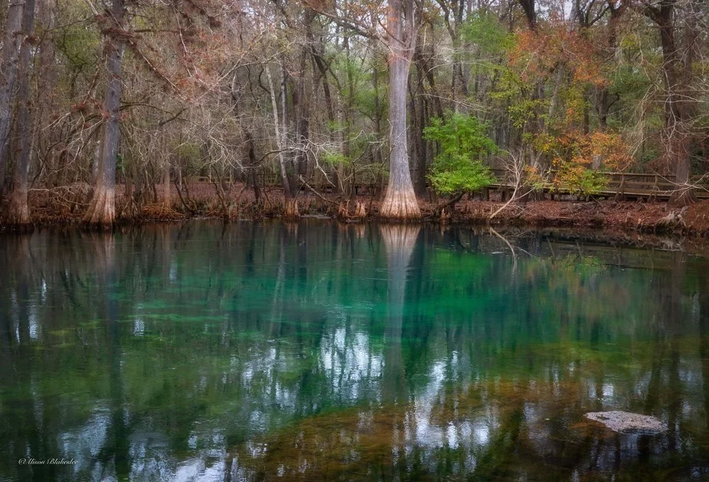 Alachua Conservation Trust — Manatee Springs Cave System Protected with ...