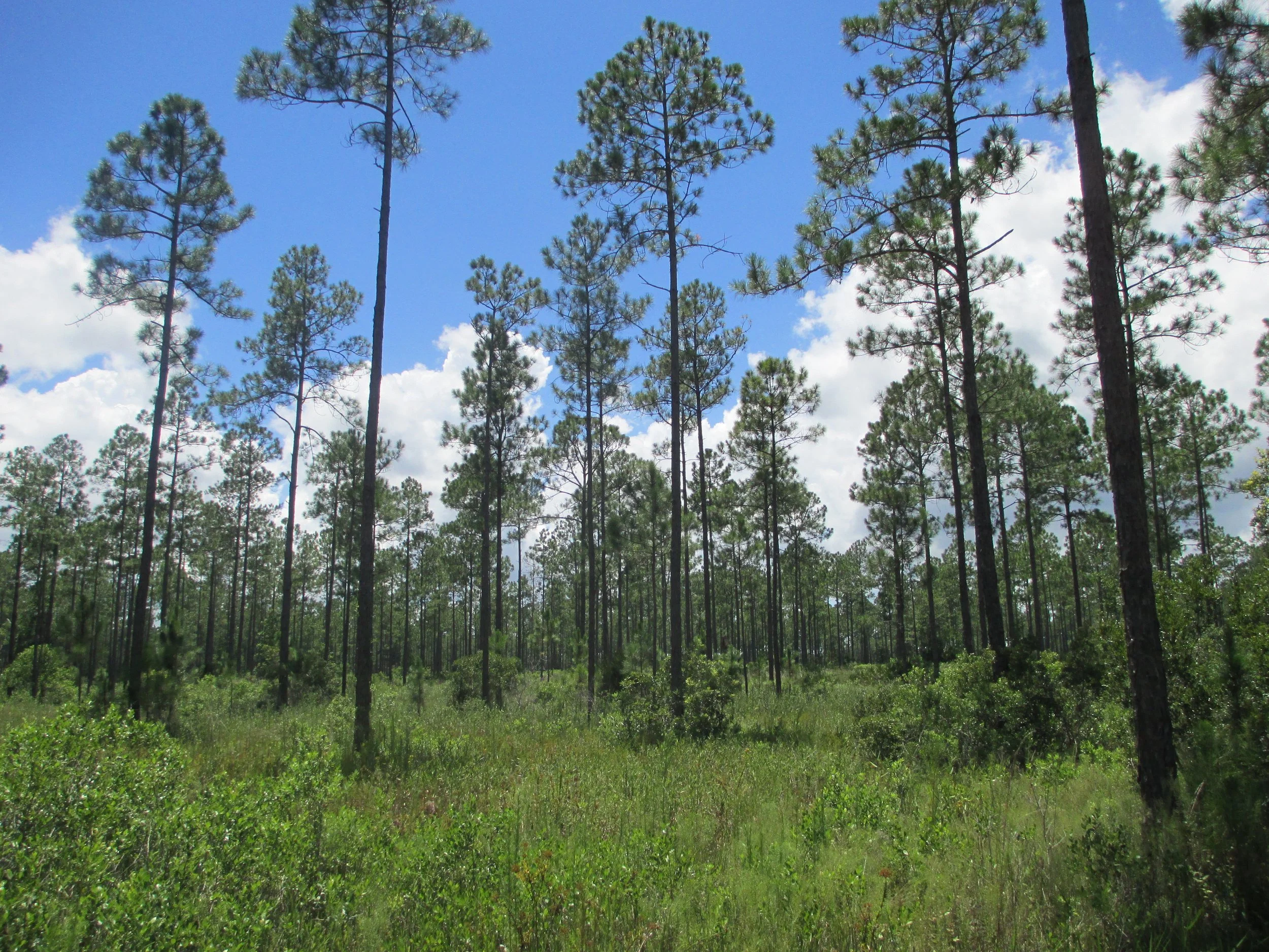 Alachua Conservation Trust — USDA Awards $25 million for Lake to Lagoon ...