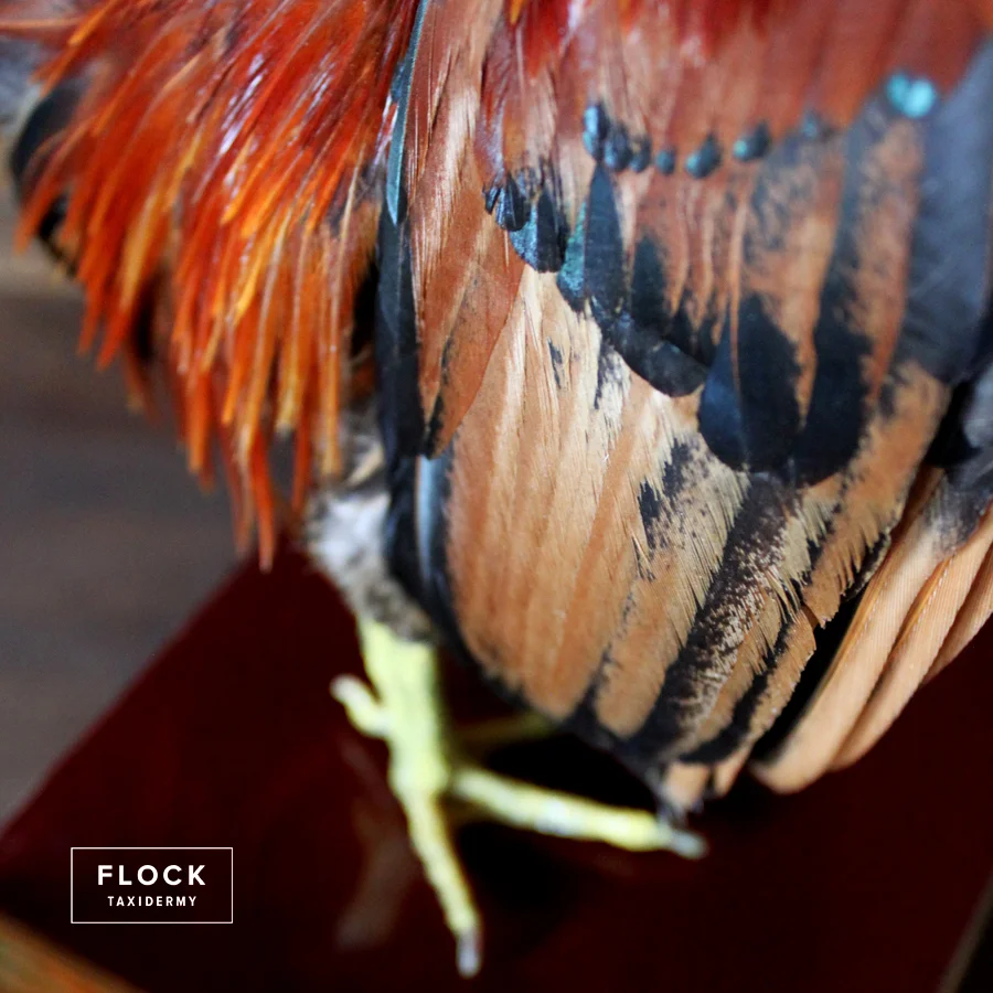 Serama Samurai — Flock Taxidermy