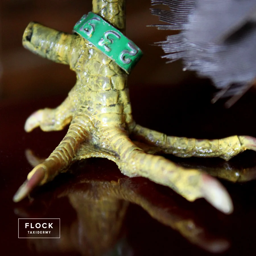 Serama Samurai — Flock Taxidermy