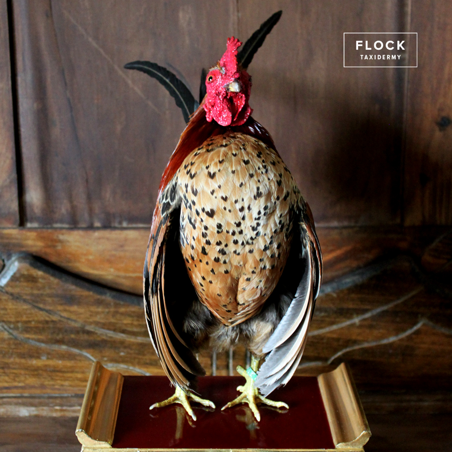 Serama Samurai — Flock Taxidermy